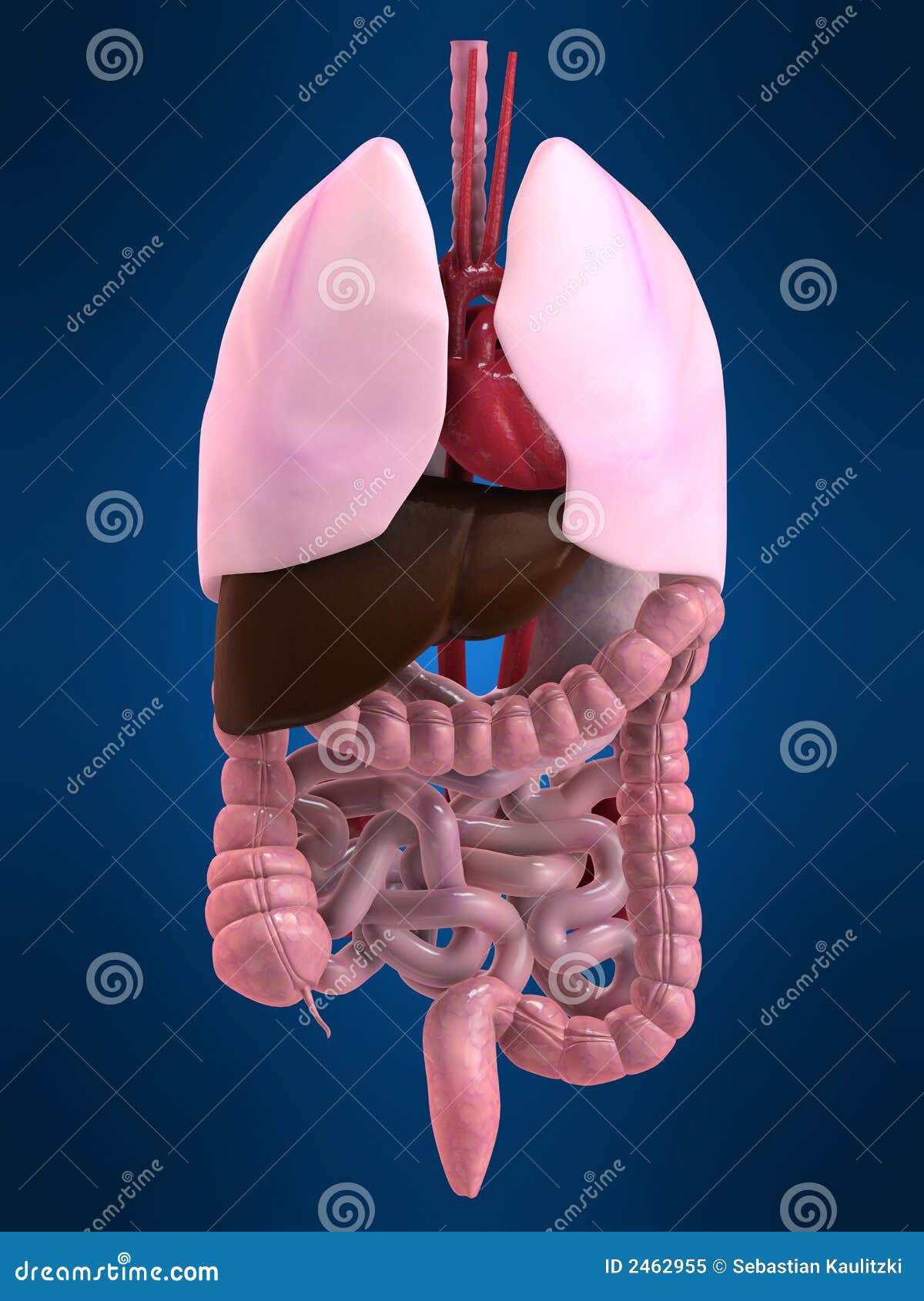 Human intestines stock illustration. Illustration of intestine - 2462955