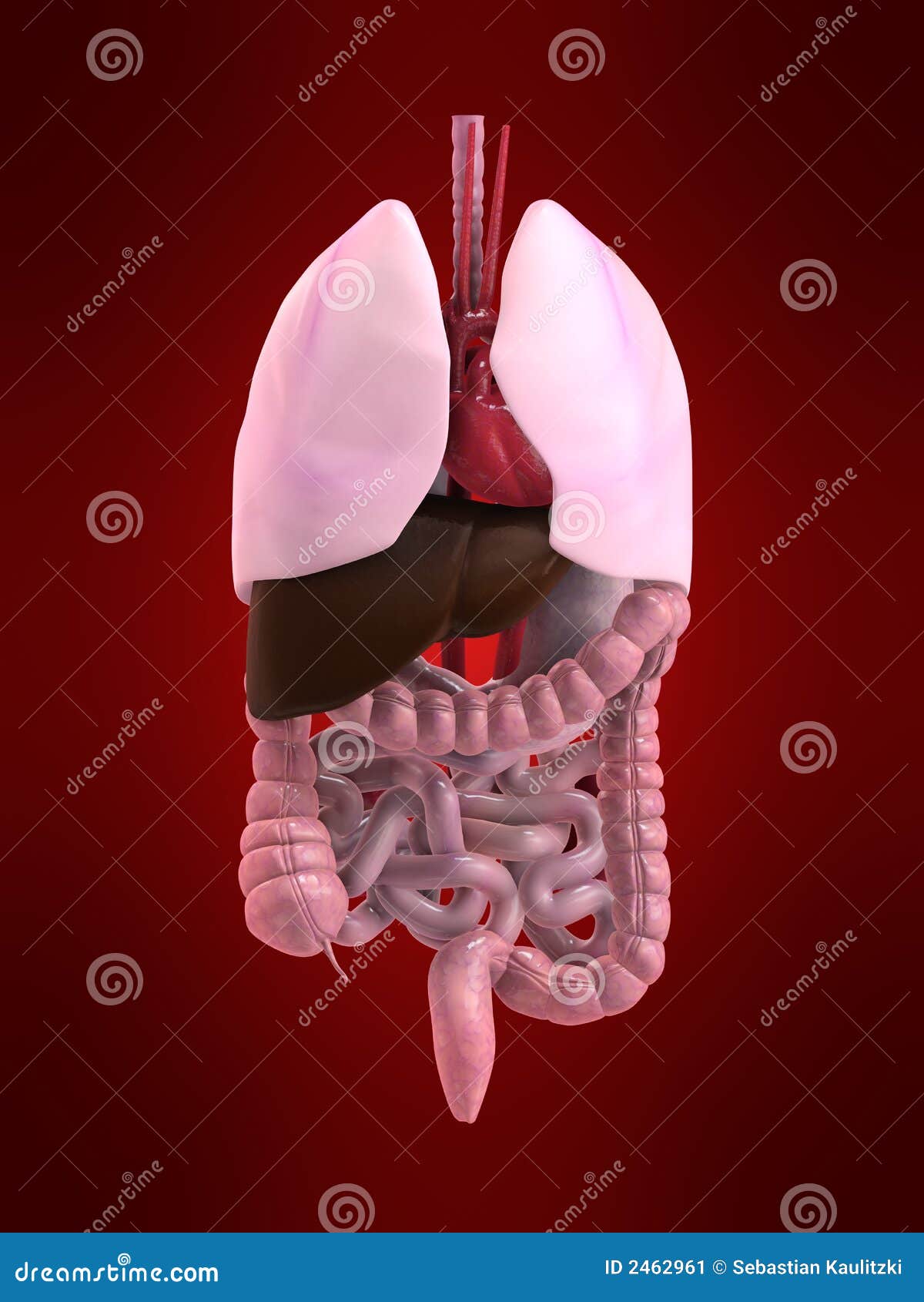 Human intestines stock illustration. Illustration of body - 2462961