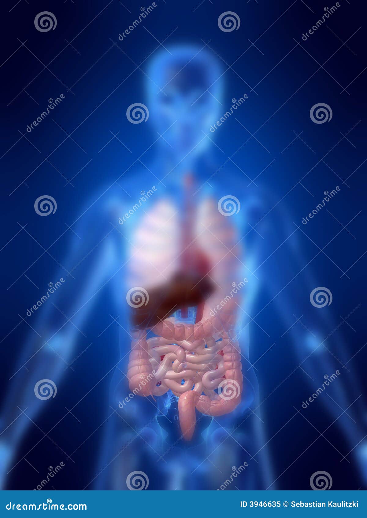 Human intestines stock illustration. Illustration of backbone - 3946635