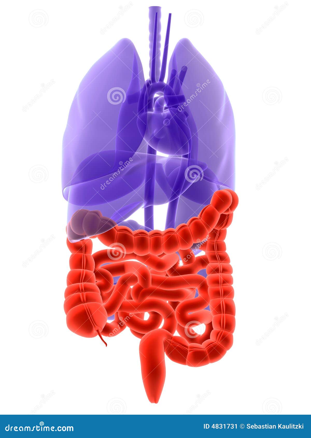 Human intestines stock illustration. Illustration of internal - 4831731