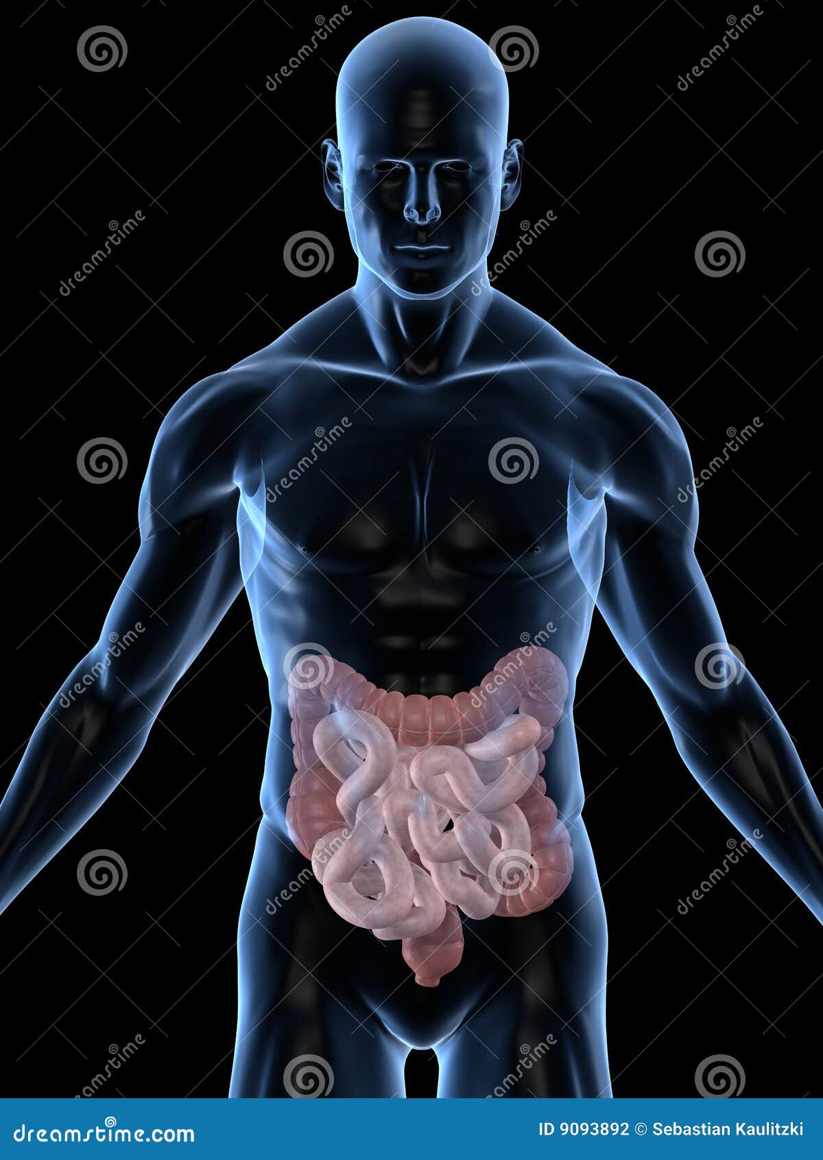 Human intestines and colon stock illustration. Illustration of ...