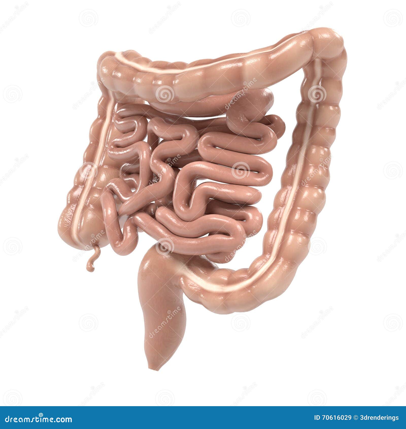 Human Intestines Anatomy Cartoon Vector | CartoonDealer.com #73273721
