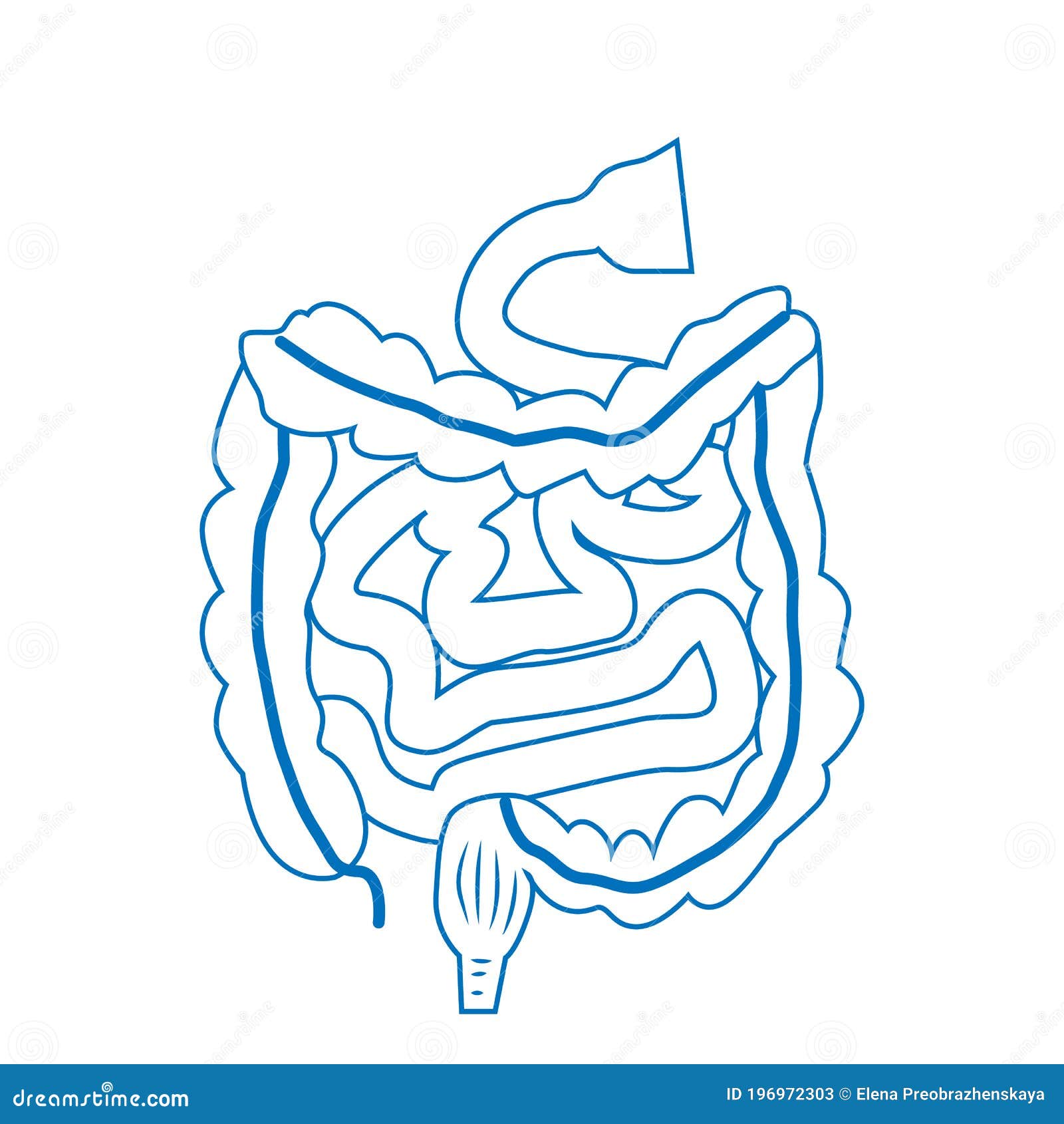 Intestines Digestive System Isolated Sketch Internal Organs Vector ...