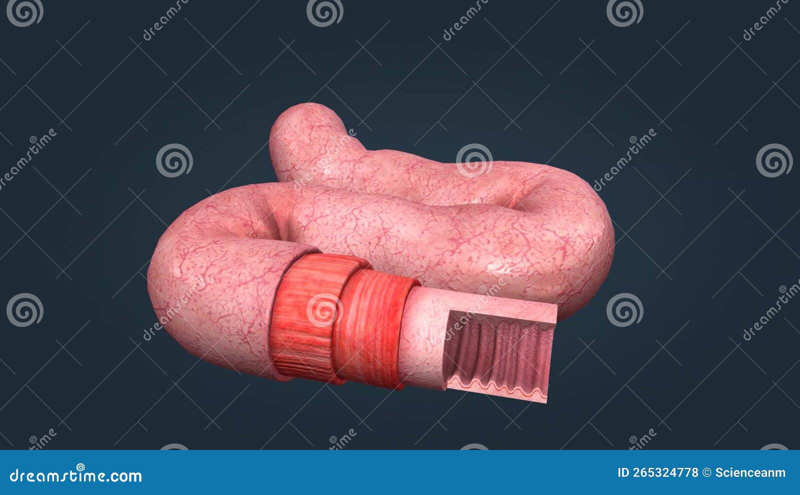 The Human Intestines Function To Absorb Digestive Products and Have ...