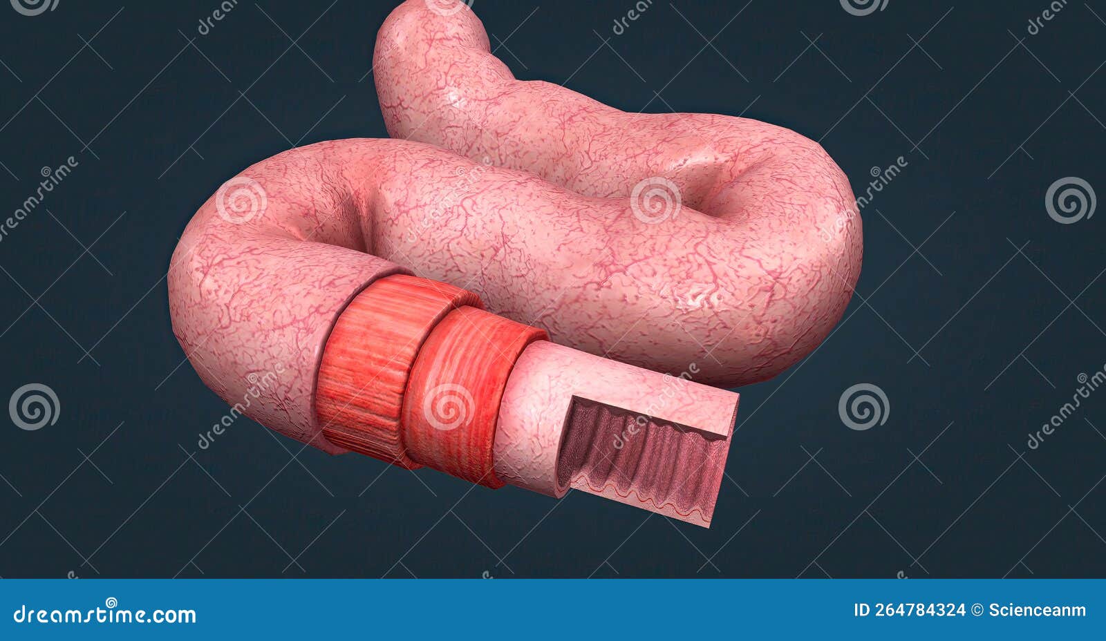 The Human Intestines Function To Absorb Digestive Products and Have ...