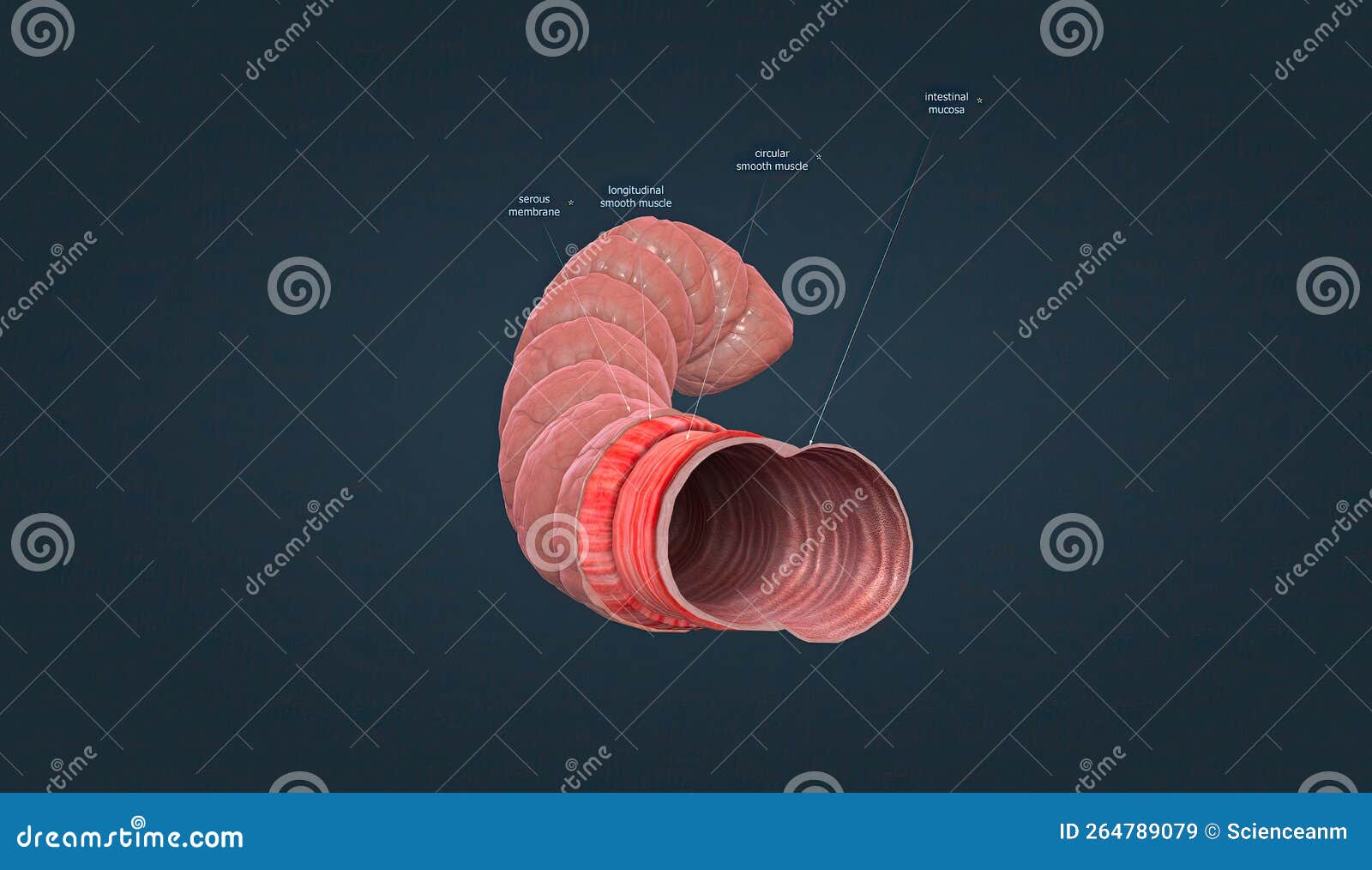 The Human Intestines Function To Absorb Digestive Products and Have ...