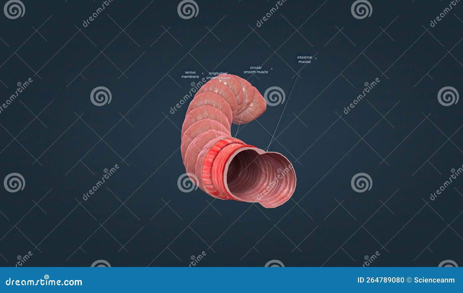 The Human Intestines Function To Absorb Digestive Products and Have ...