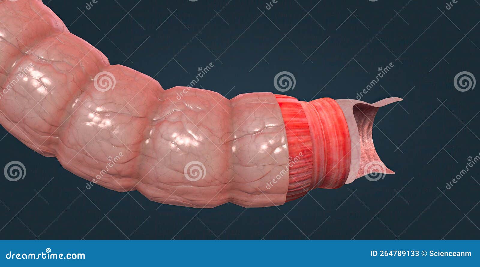 The Human Intestines Function To Absorb Digestive Products and Have ...