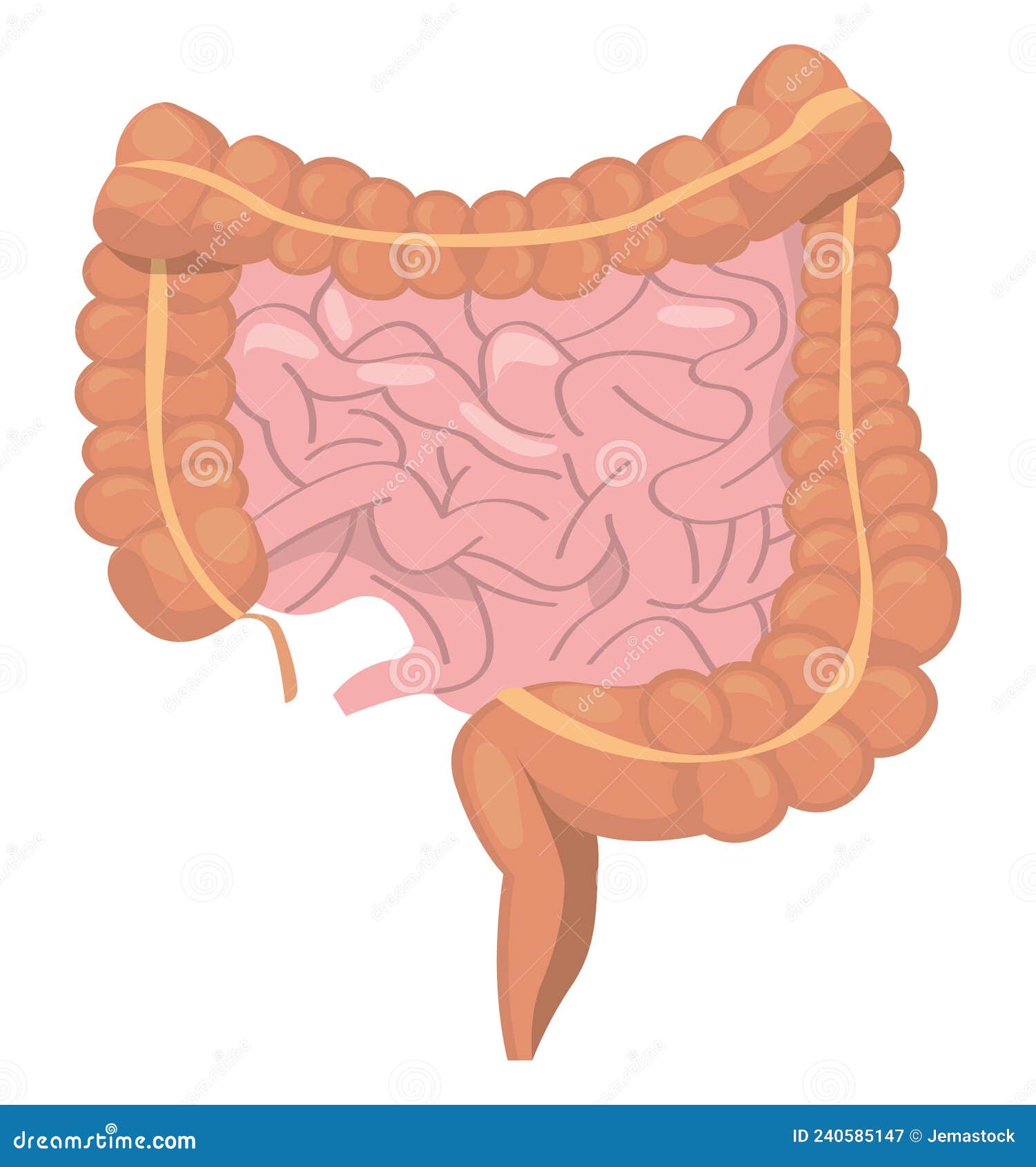 Human intestines design stock vector. Illustration of vector - 240585147