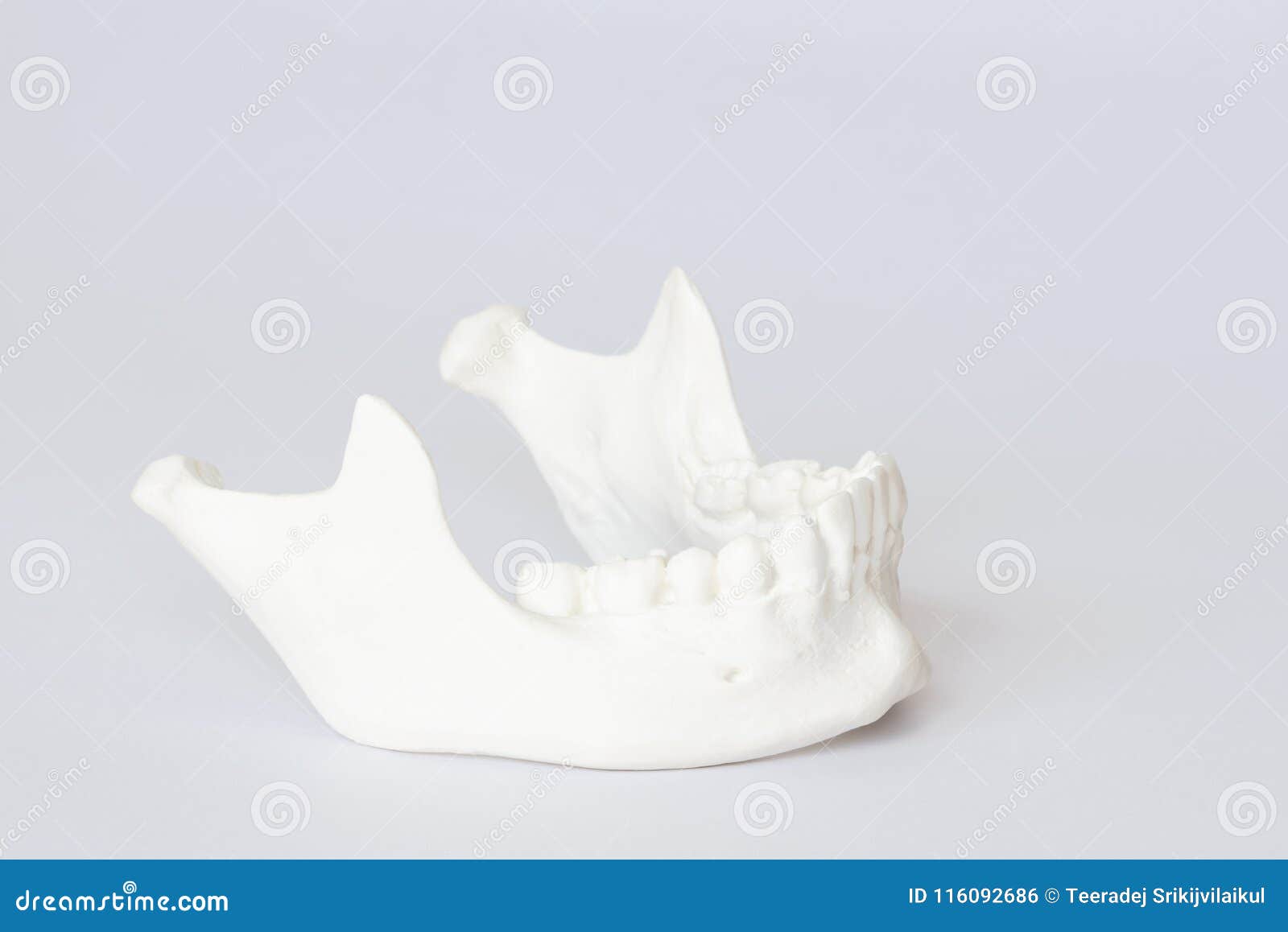 Human Mandible Bone Model On White Background Stock Photo ...