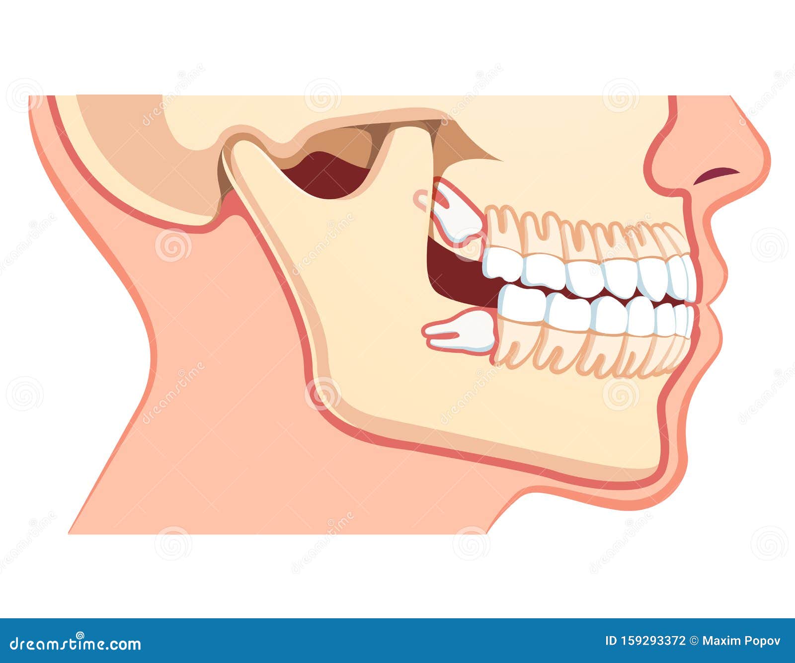 Human Jaws Model with Teeth Row. Dentistry Stock Vector - Illustration ...