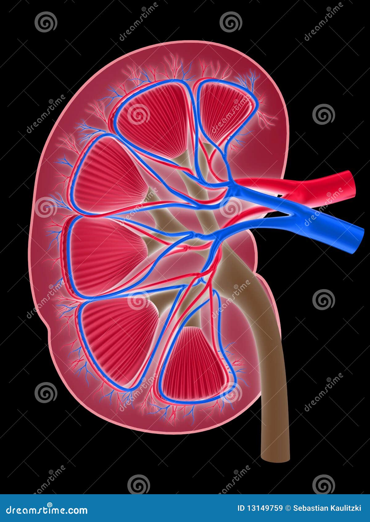 Human Kidney Anatomy Infographic Diagram Cartoon Vector | CartoonDealer ...
