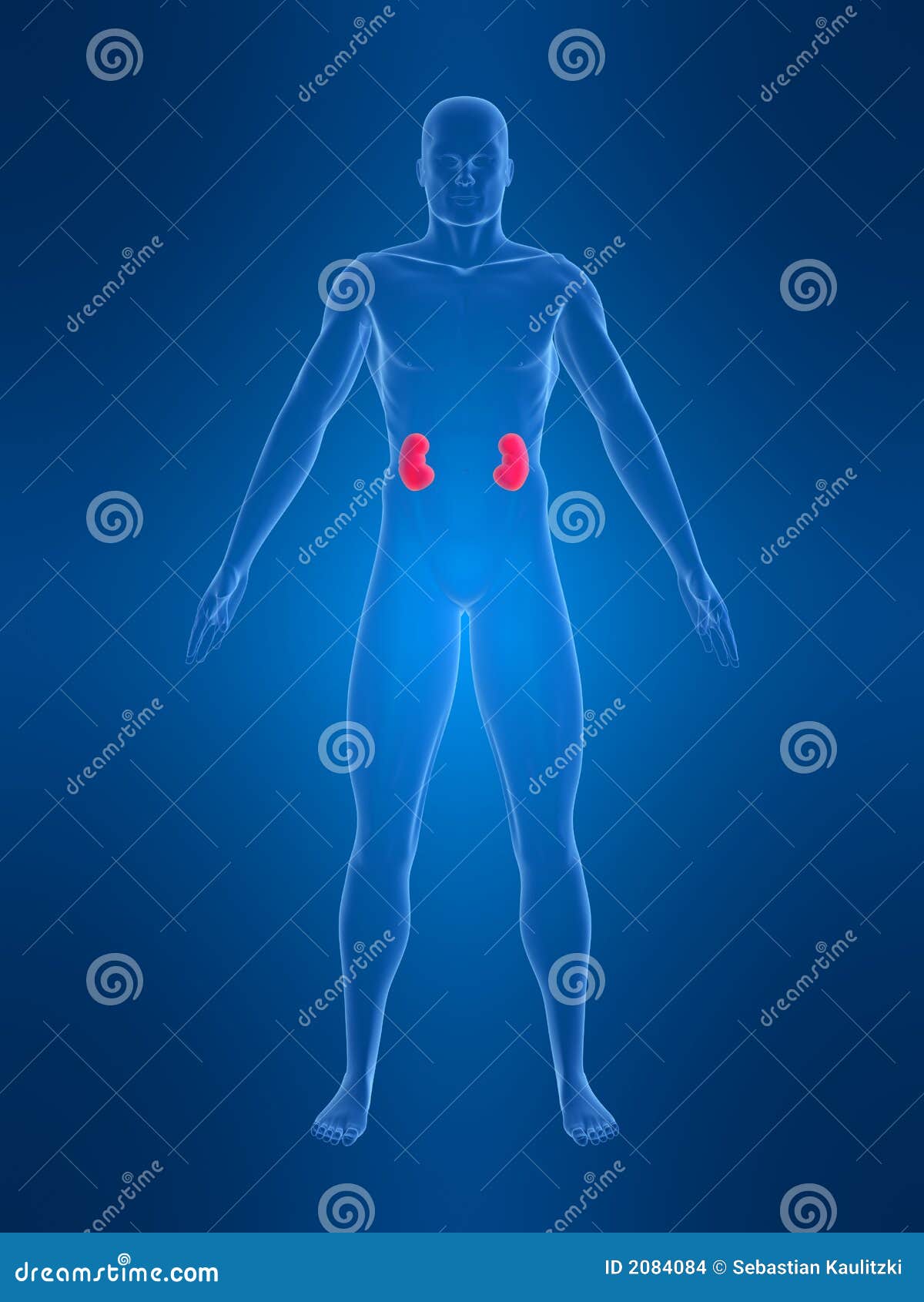 Human Kidney Anatomy Cartoon Style Infographic | CartoonDealer.com ...