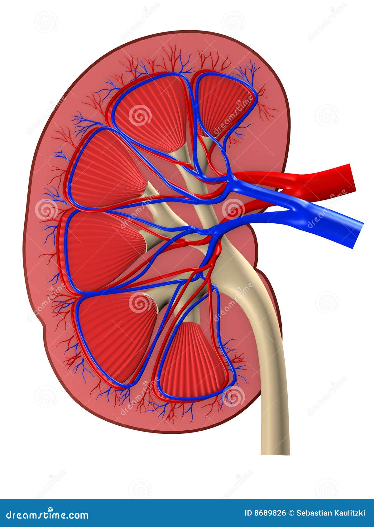Human Kidney Anatomy Cross Section, Scientific, Two Bean Shaped Organs ...