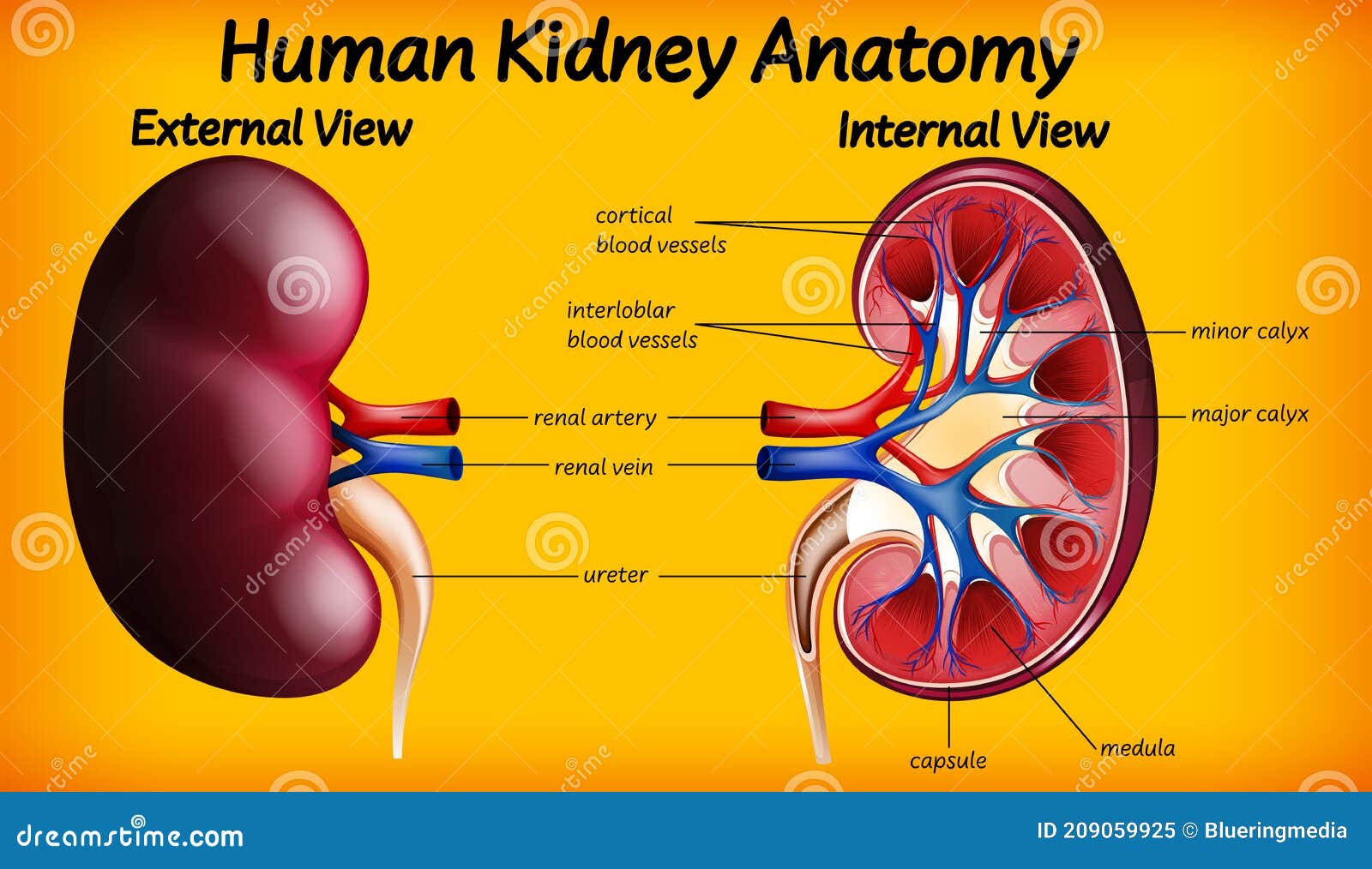 Kidney Diagram