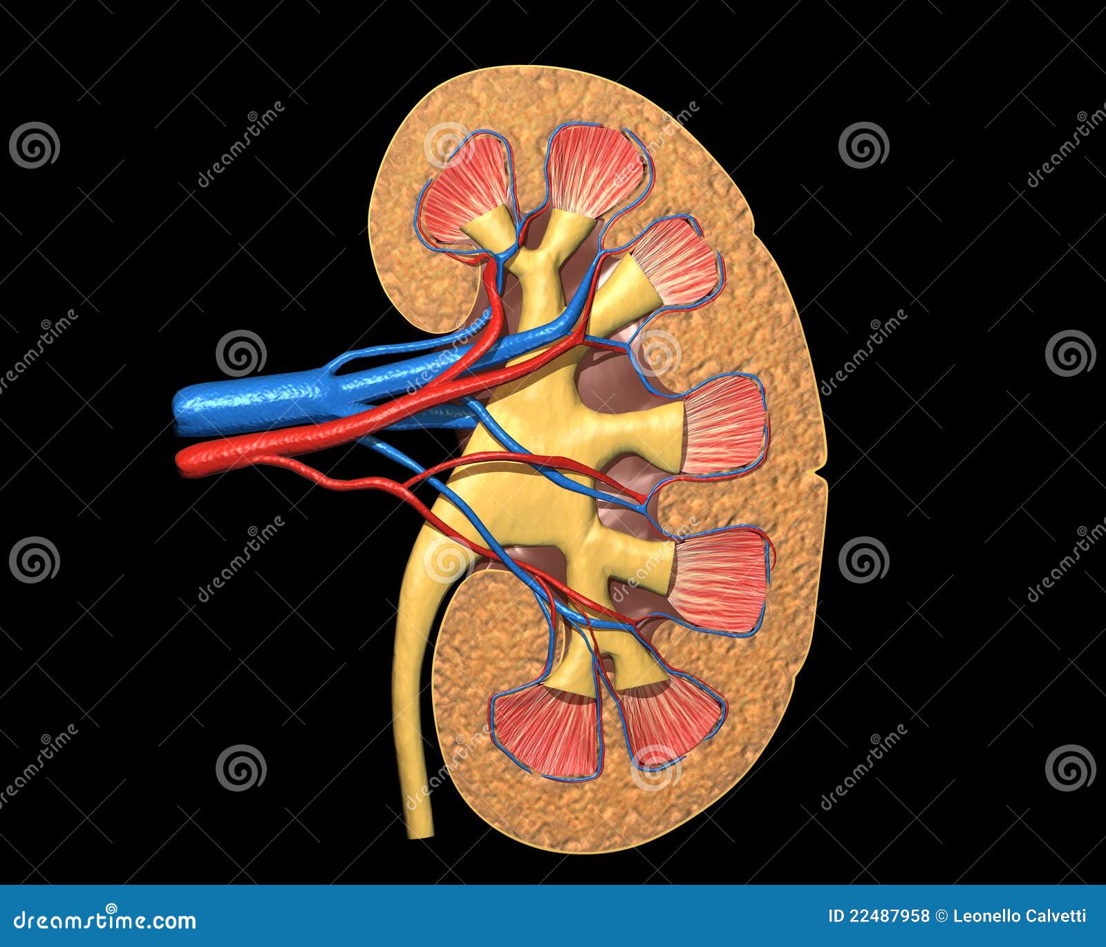 Human Kidney Cross Section. Stock Illustration - Illustration of kidney ...