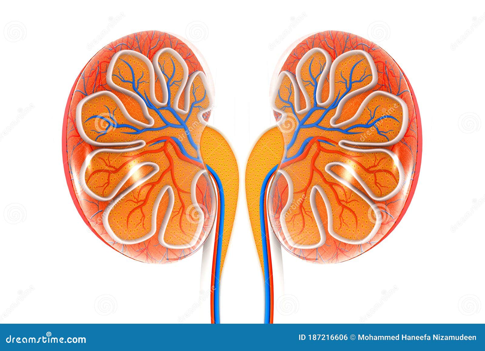 Human kidney cross section stock illustration. Illustration of anatomy ...