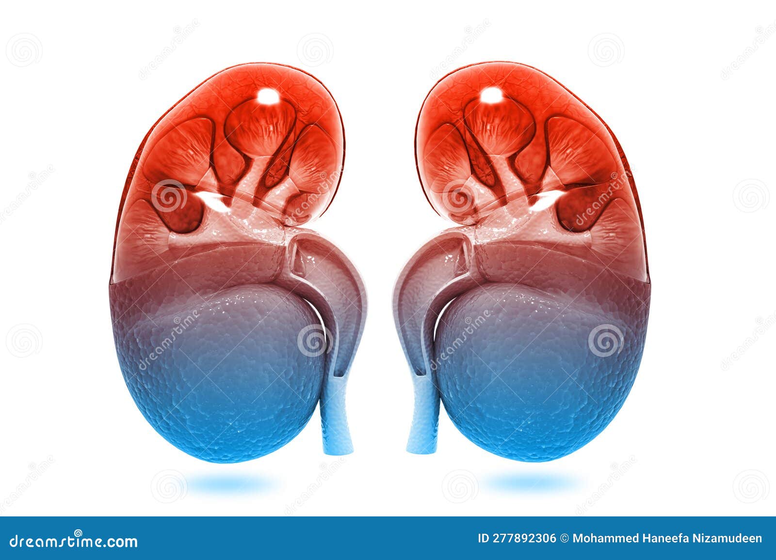 Human kidney cross section stock illustration. Illustration of diagram ...