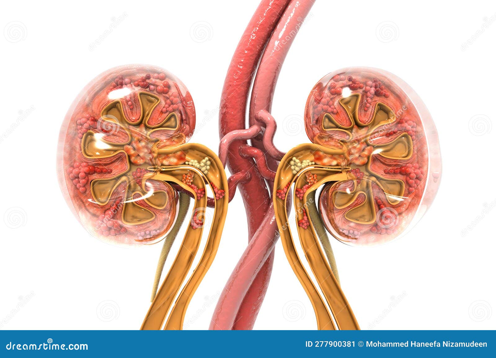 Human kidney cross section stock illustration. Illustration of kidney ...