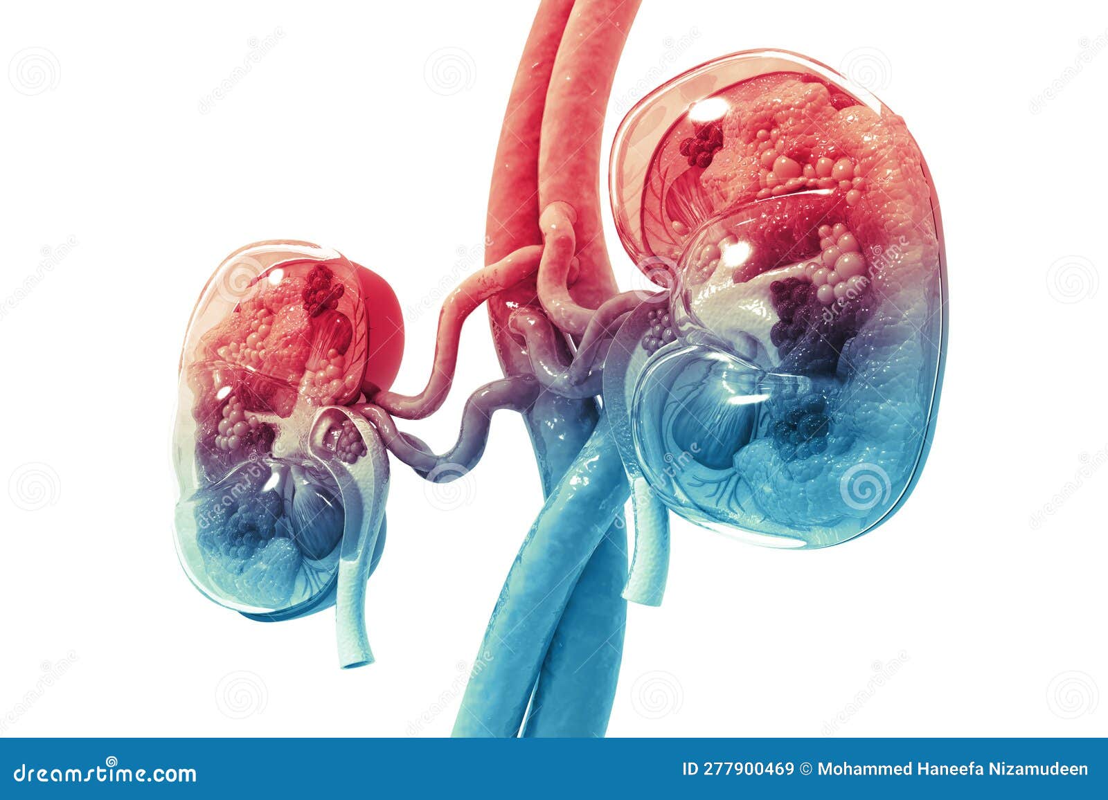Human kidney cross section stock illustration. Illustration of cell ...