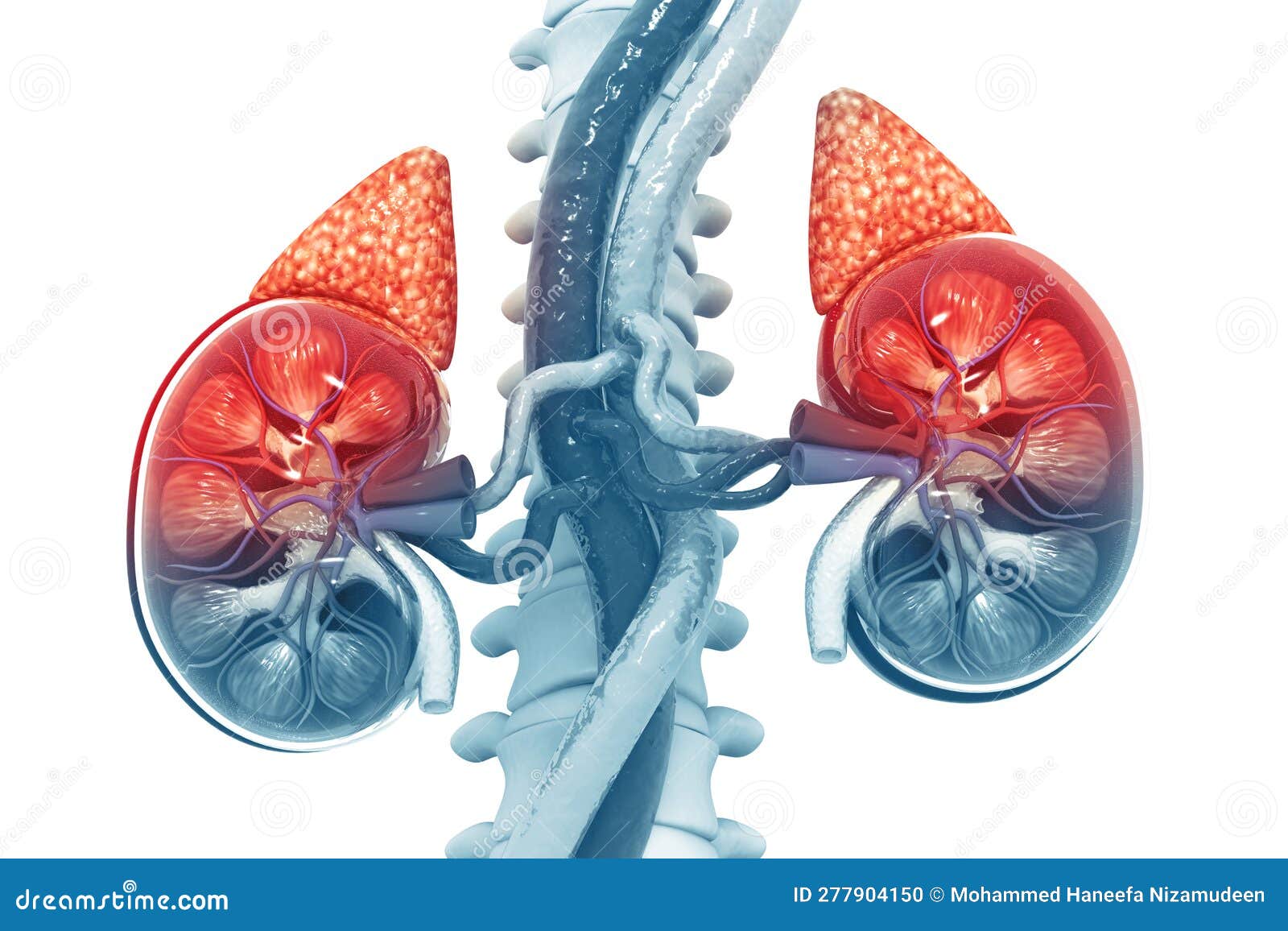 Human kidney cross section stock illustration. Illustration of medicine ...