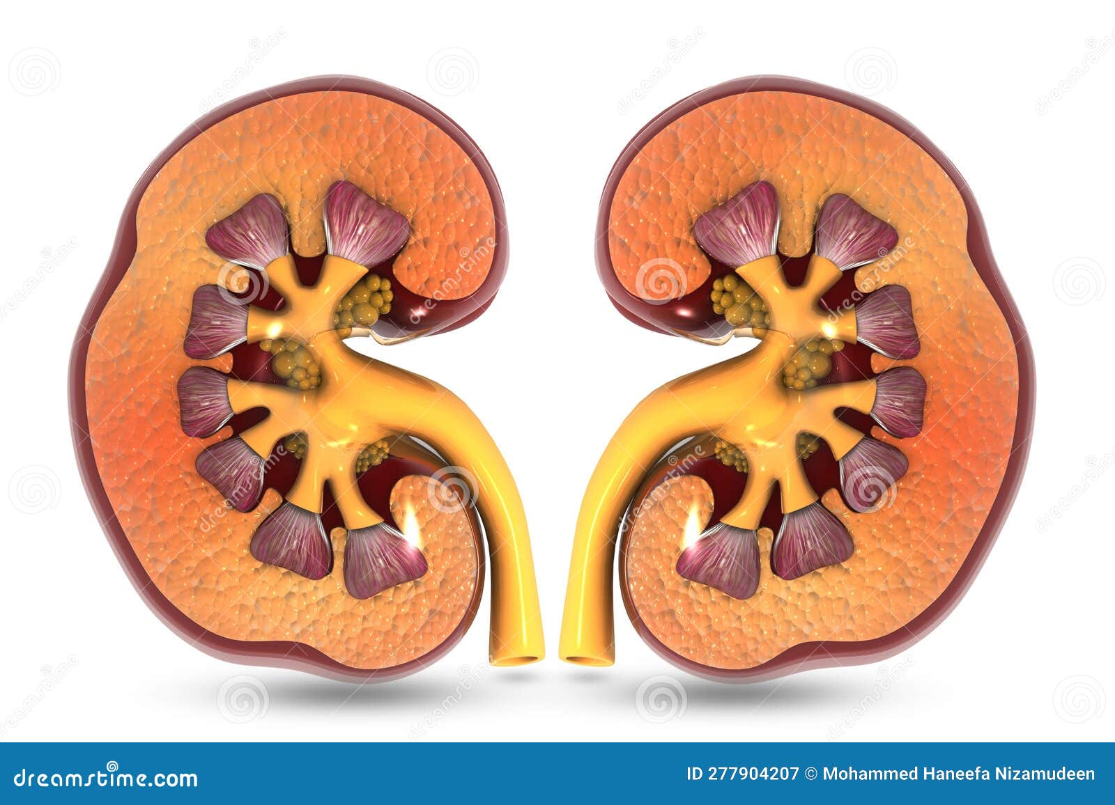 Human kidney cross section stock illustration. Illustration of ...