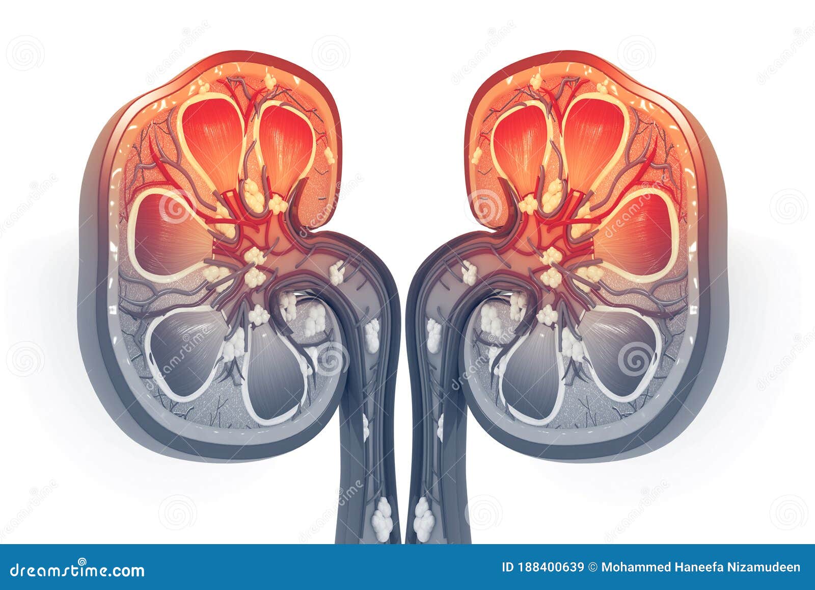 Human kidney cross section stock illustration. Illustration of health ...