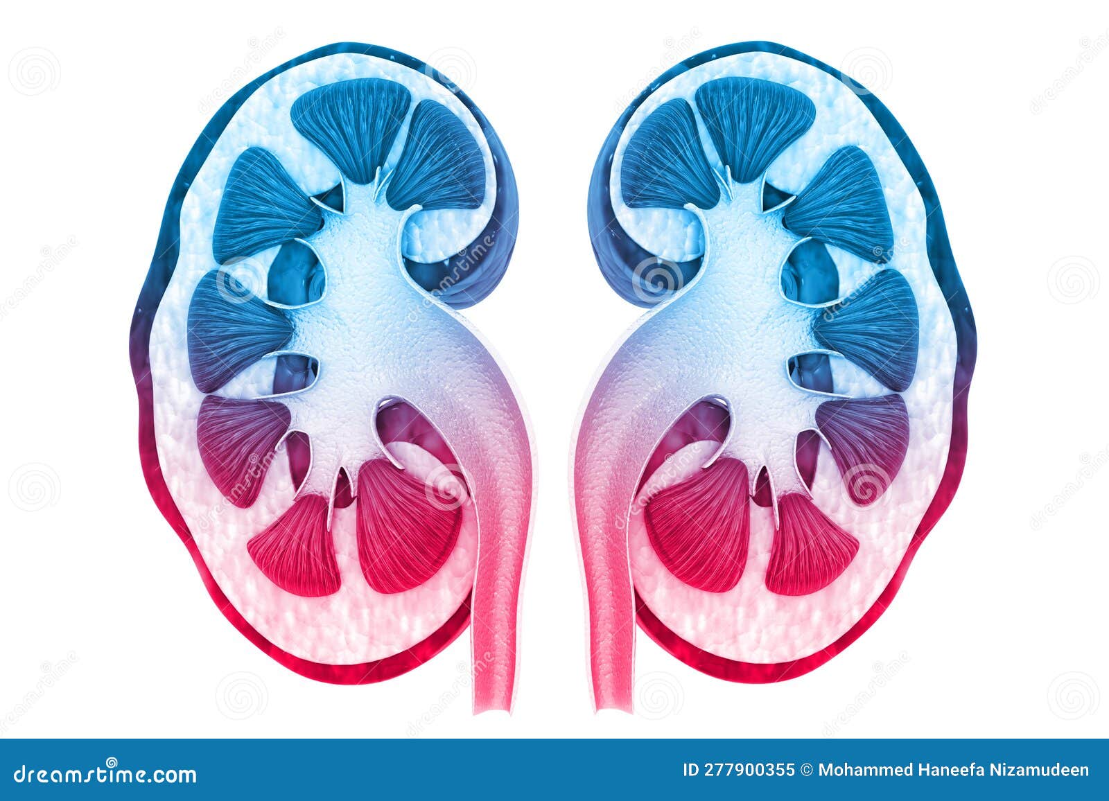 Human kidney cross section stock illustration. Illustration of internal ...