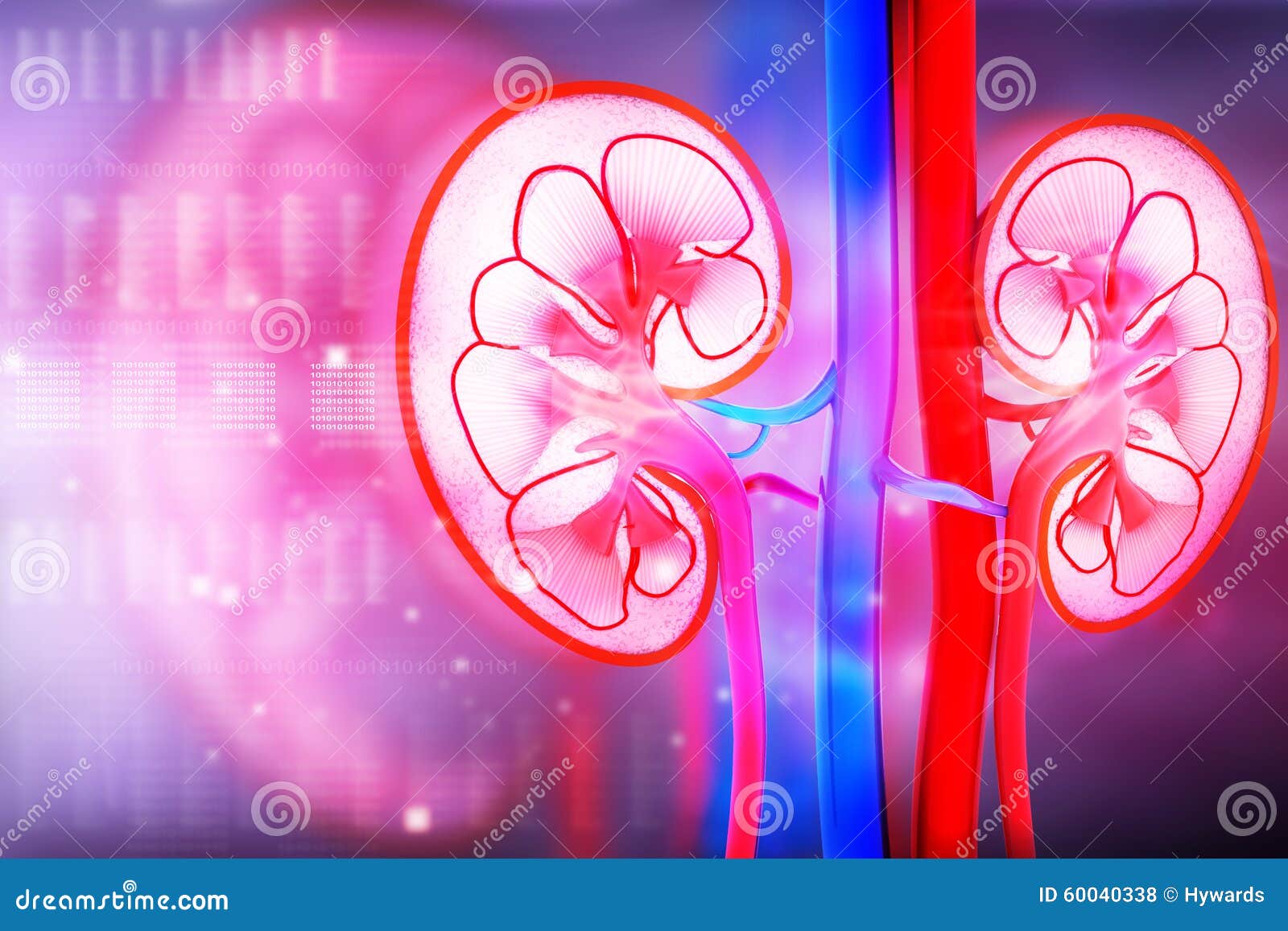 Human kidney cross section stock illustration. Illustration of digital ...