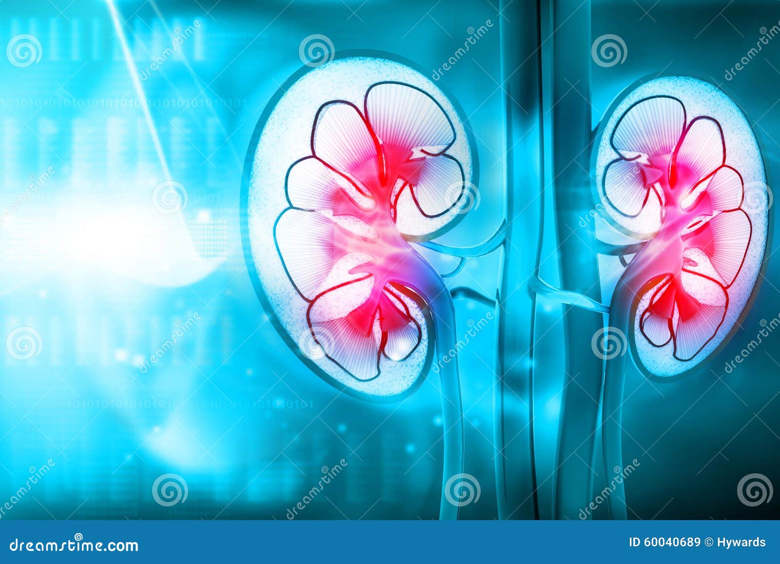 Human kidney cross section stock illustration. Illustration of digital ...