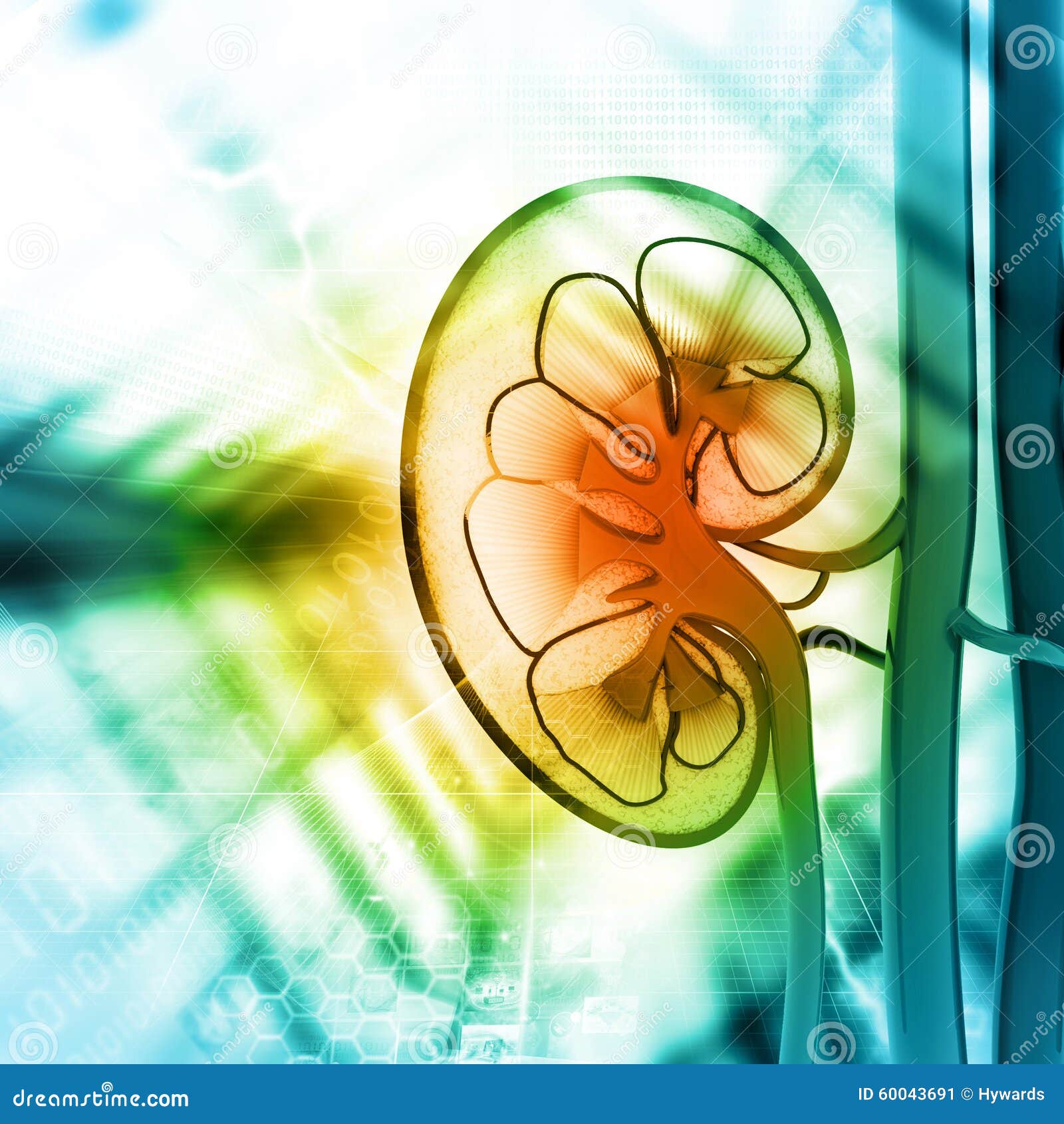 Human kidney cross section stock illustration. Illustration of ...