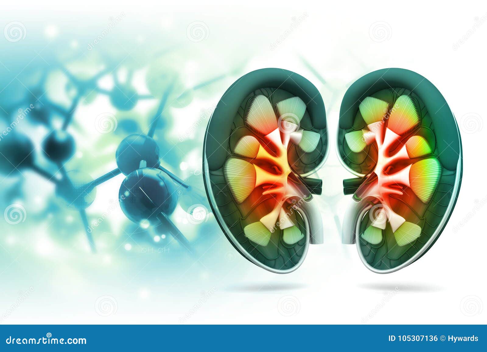 Human kidney cross section stock illustration. Illustration of kidney ...