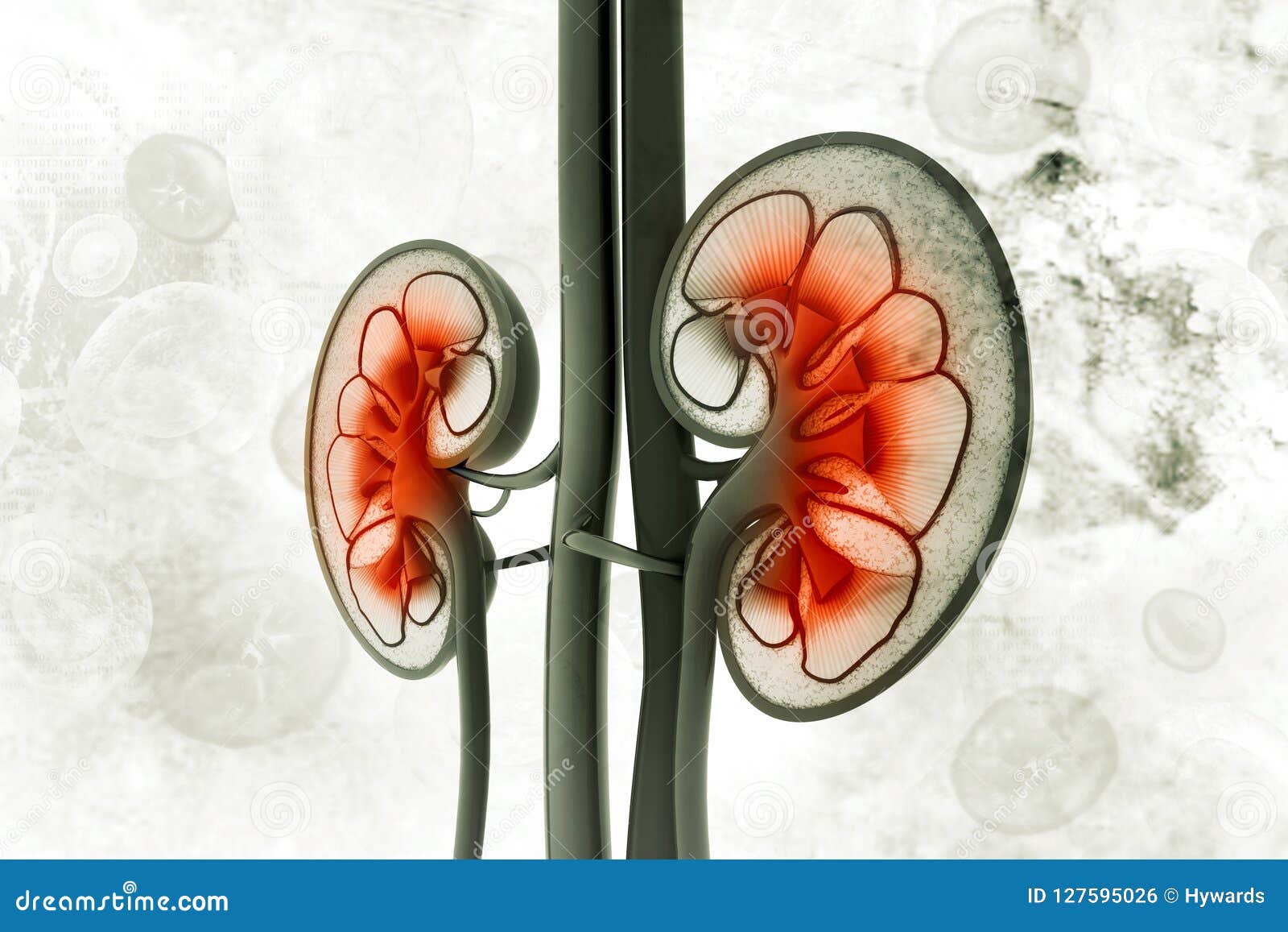 Human kidney cross section stock illustration. Illustration of abstract ...