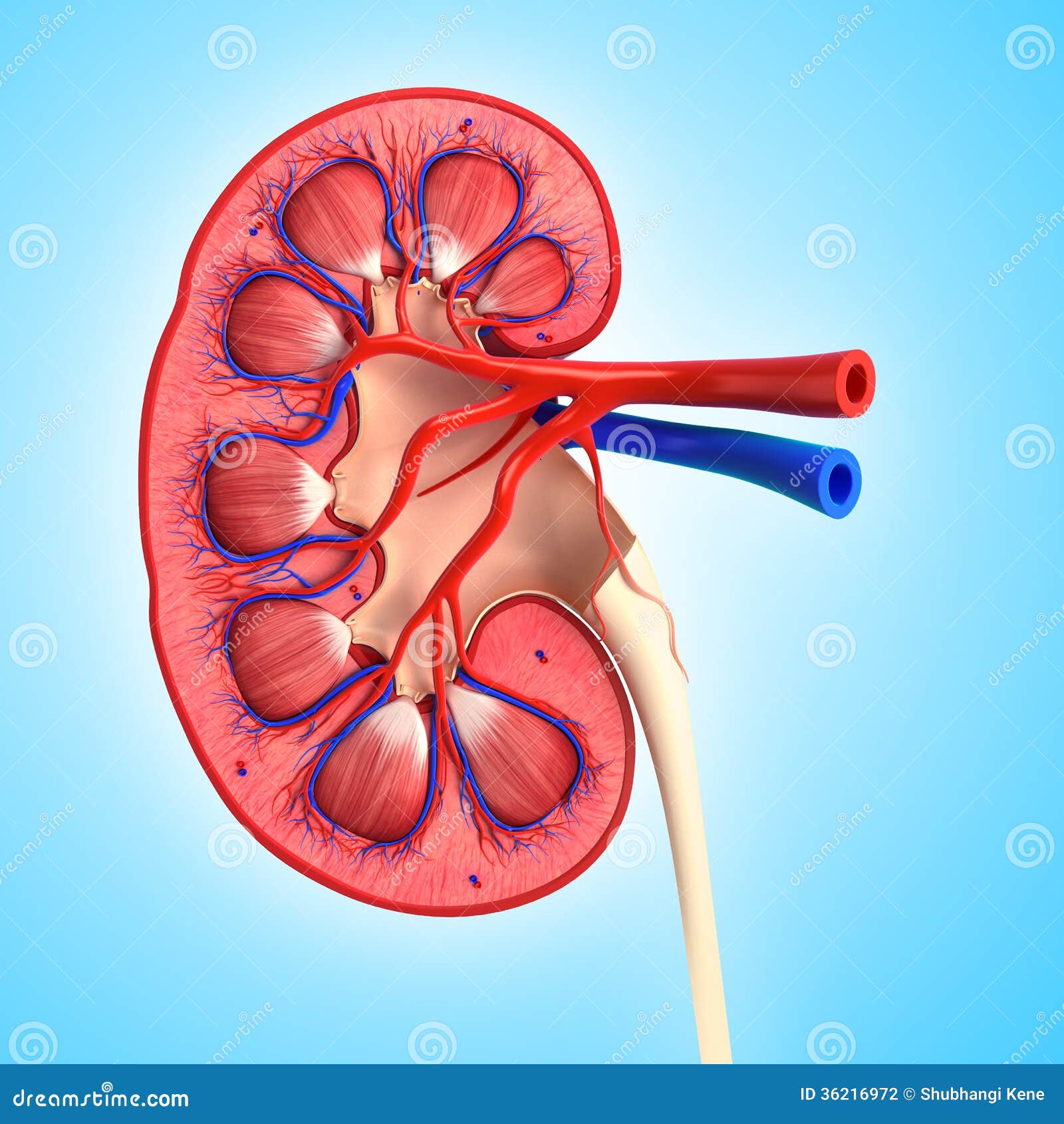 Human kidney stock illustration. Illustration of abstract - 36216972