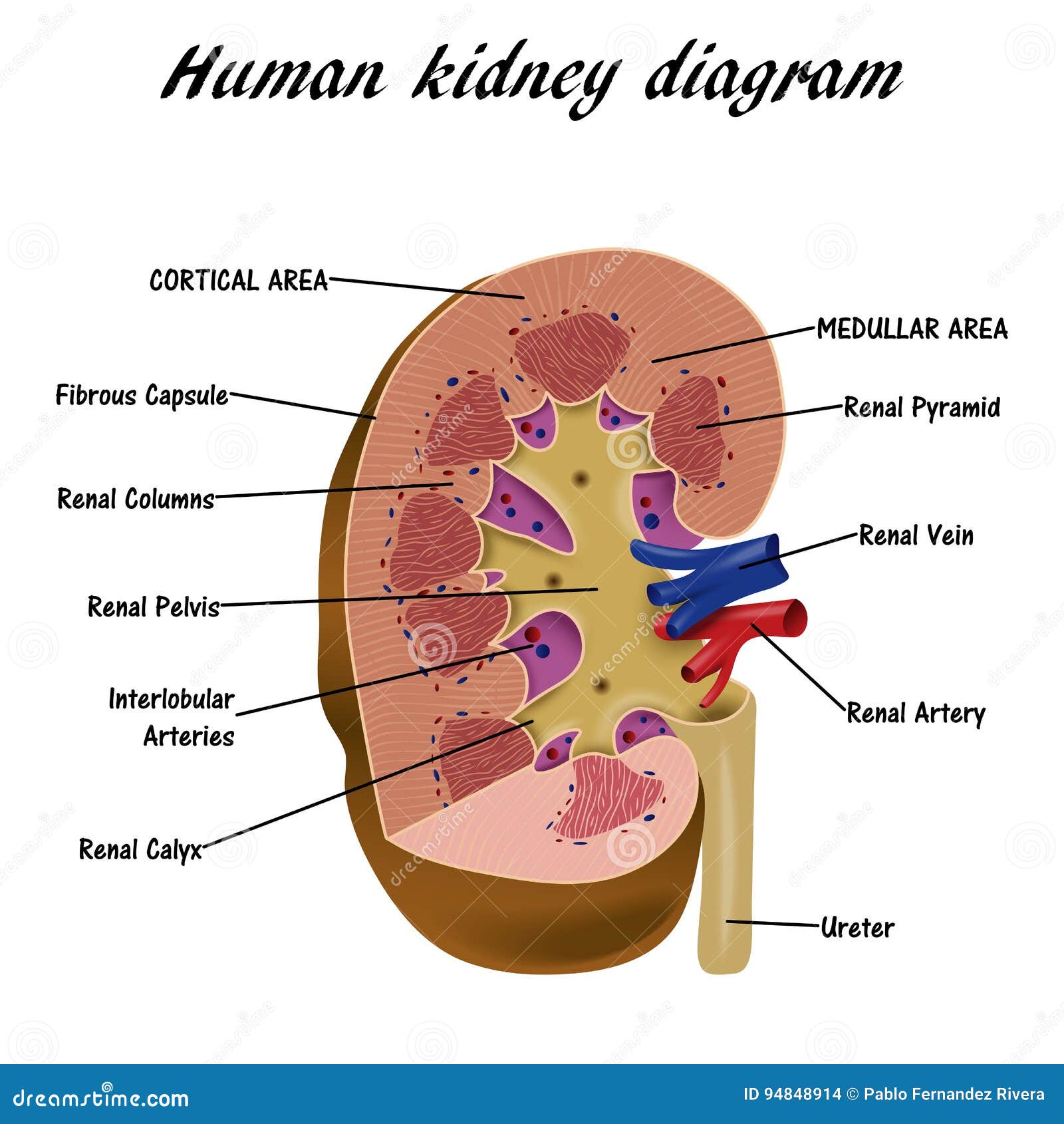 Human Kidney Diagram stock vector. Illustration of health - 94848914