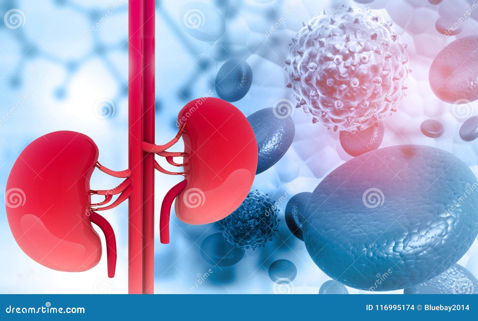Human Kidney with DNA Structure Stock Illustration - Illustration of ...