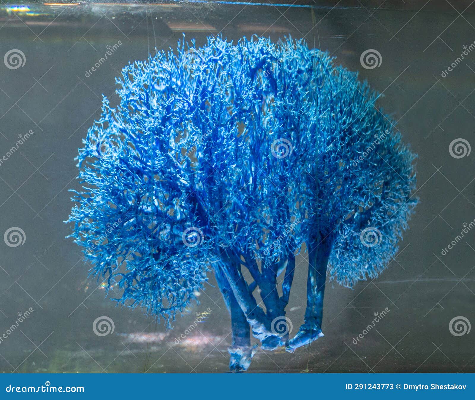 Human Kidney in Formalin Solution Closeup. Stock Image - Image of organ ...