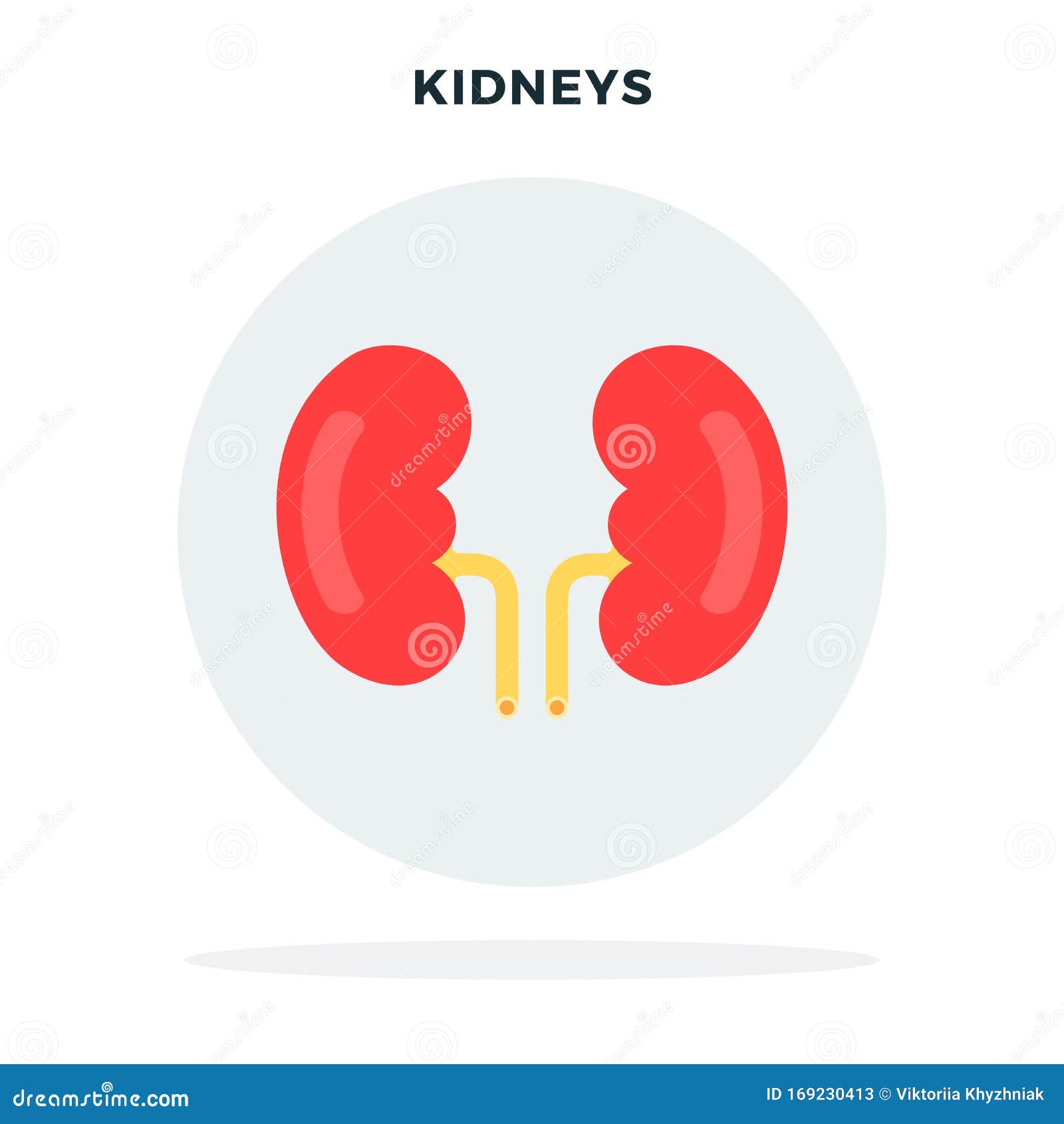 Human Kidney in a Gray Circle Vector Flat Isolated Stock Vector ...