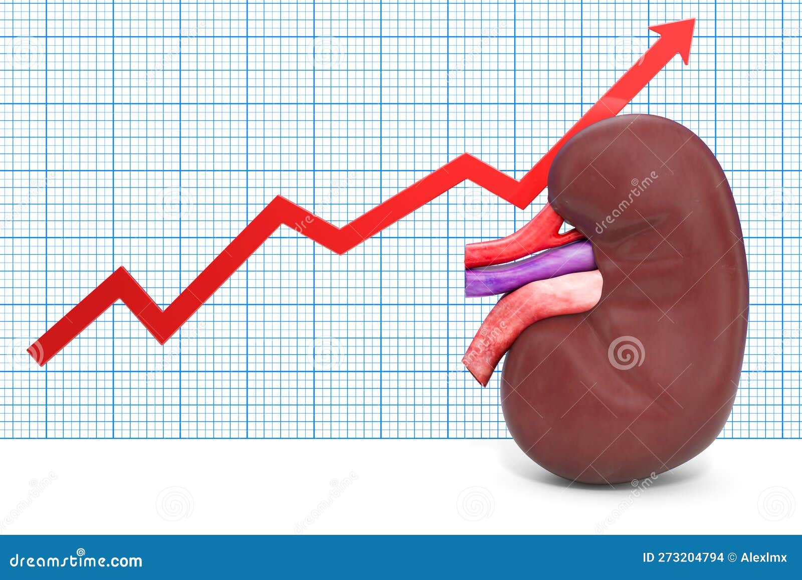 Human Kidney with Growing Chart. 3D Rendering Stock Illustration ...