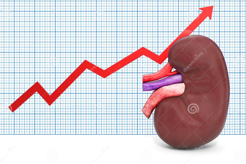 Human Kidney with Growing Chart. 3D Rendering Stock Illustration ...