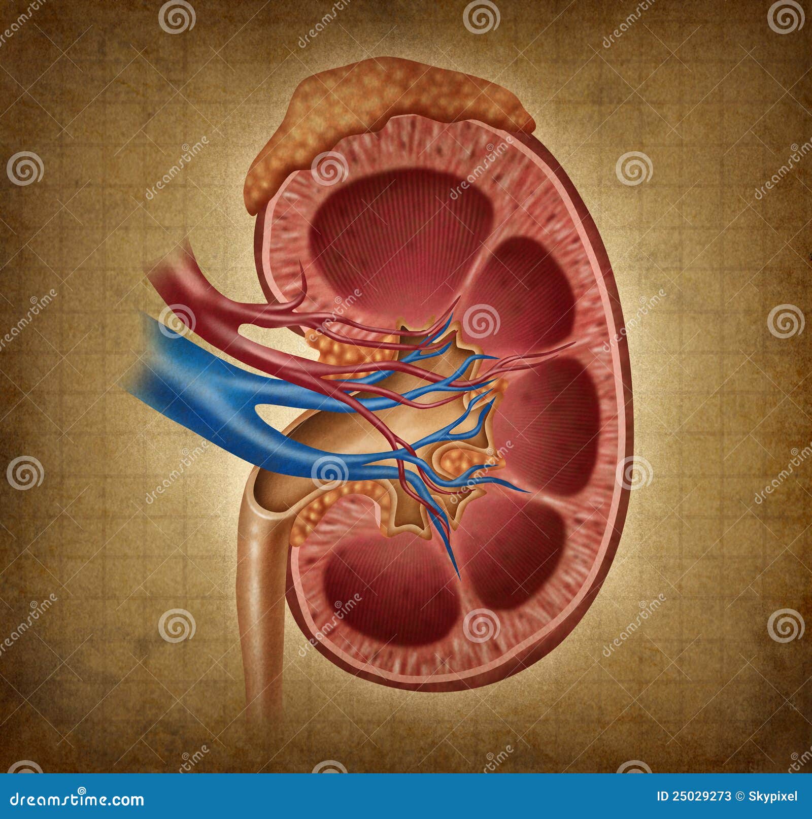Kidney Inner Organs Disease Treatment Modern Process Design Concept ...