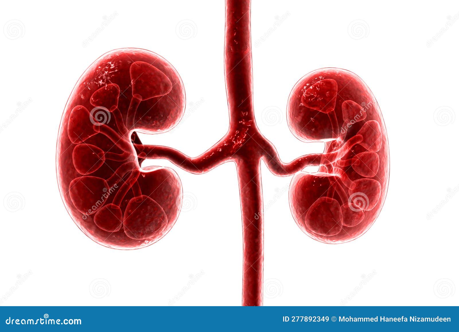 Human kidney stock illustration. Illustration of model - 277892349
