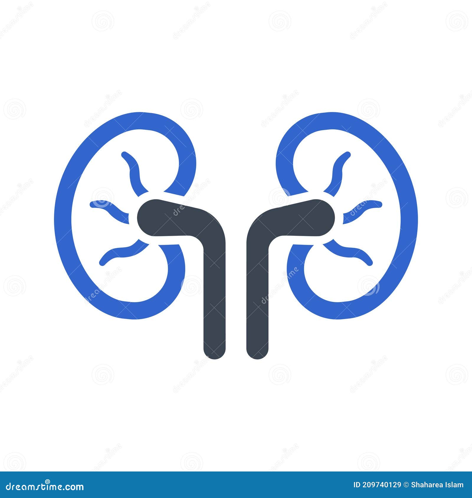 Human kidney icon stock vector. Illustration of kidneys - 209740129