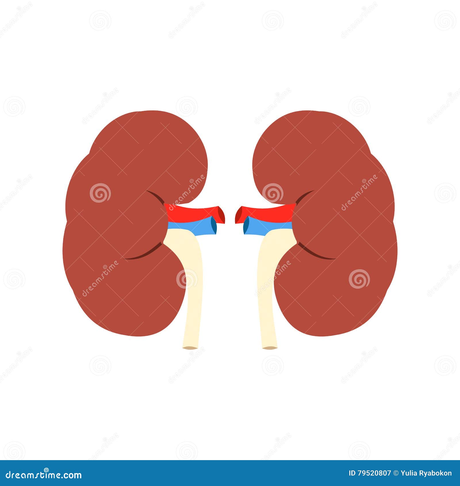 Human kidney icon stock vector. Illustration of adrenal - 79520807