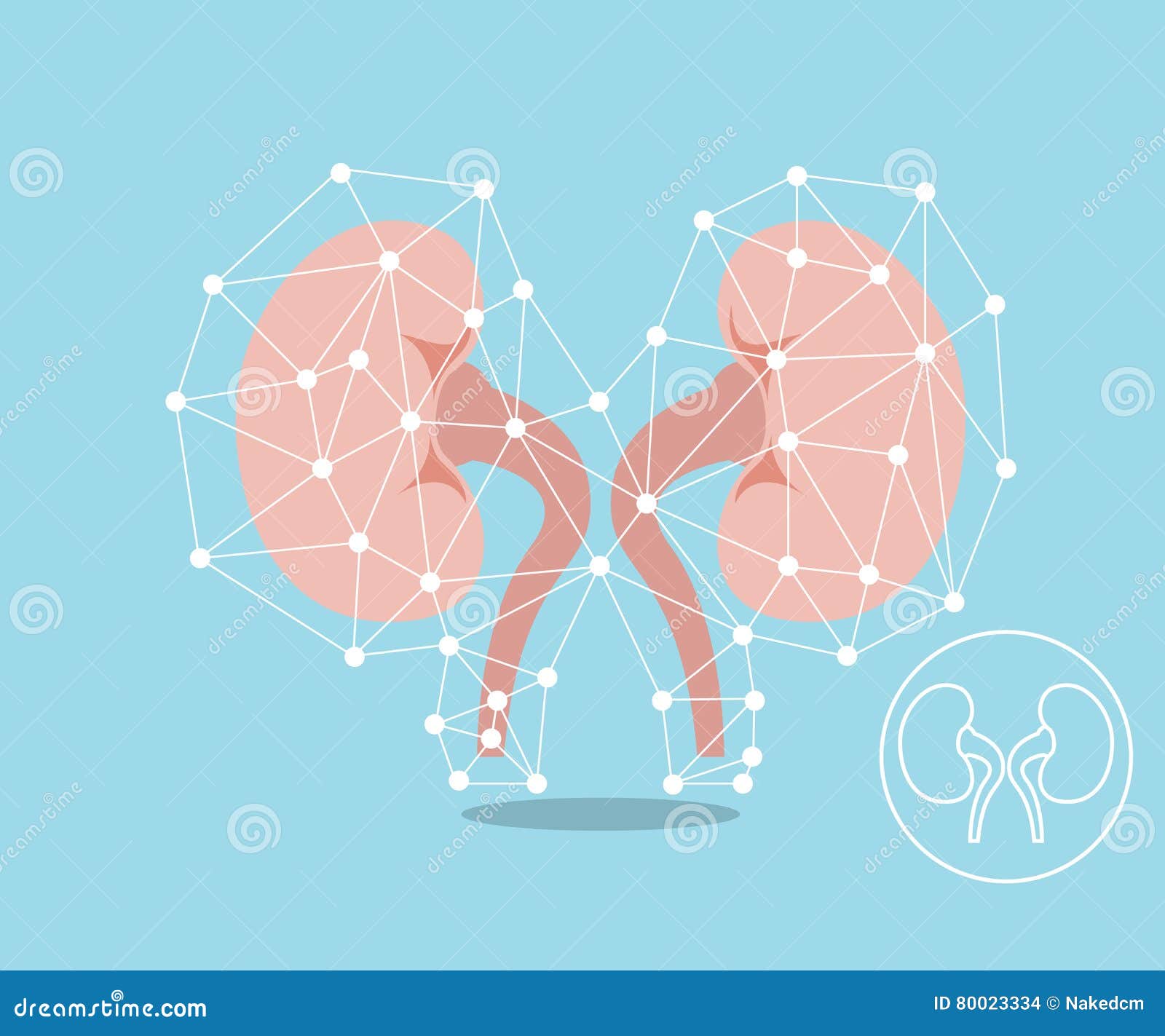 Human Kidney Protection Concept Flat Design Stock Vector - Illustration ...