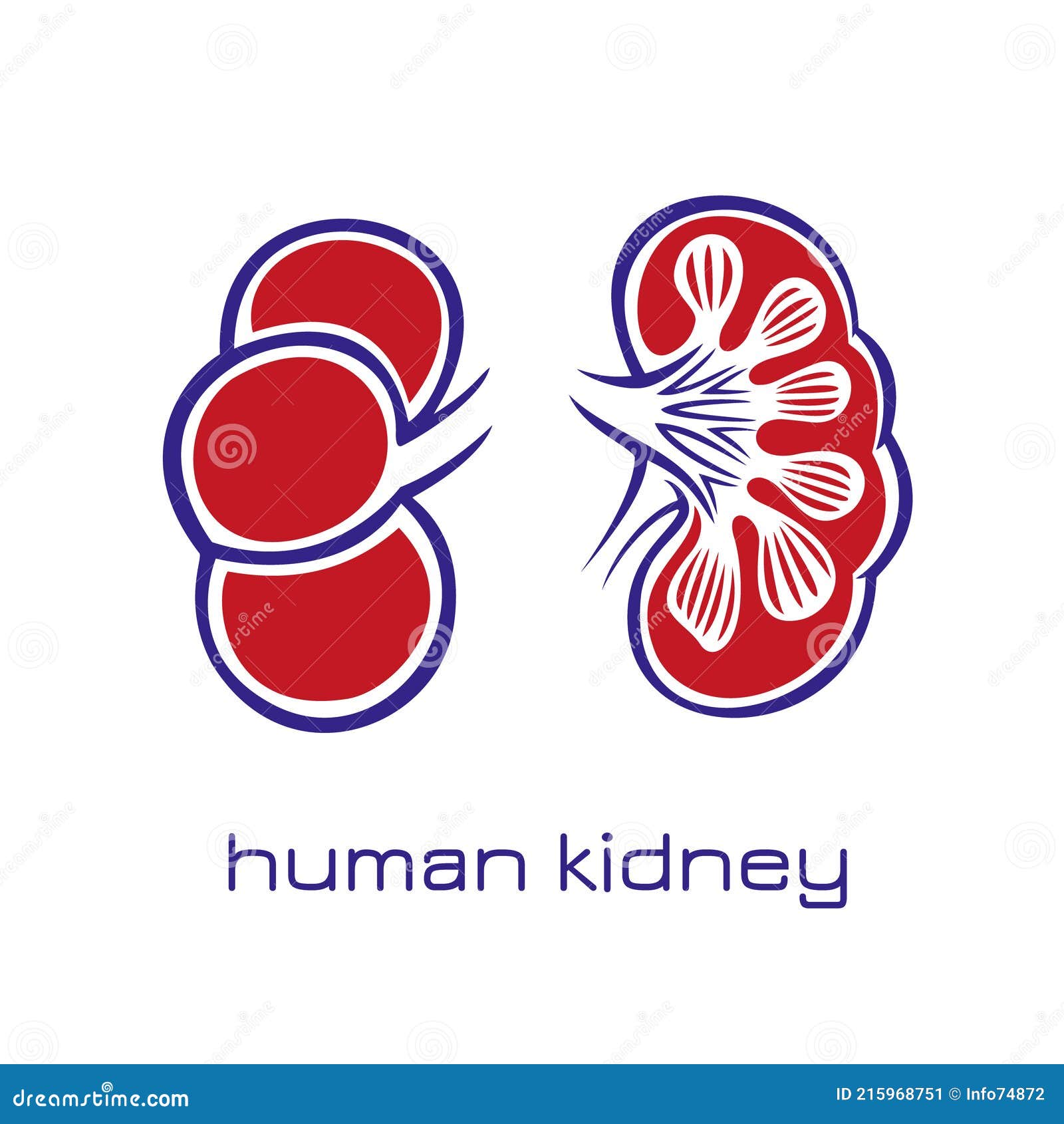 Human Kidney Symbol. Vector Illustration. Stock Vector - Illustration ...