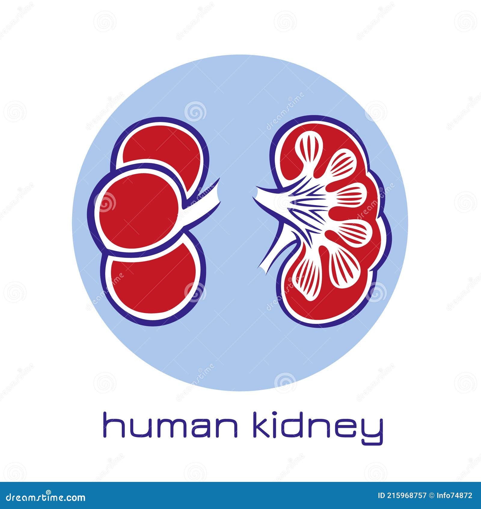 Human Kidney Symbol. Vector Illustration. Stock Vector - Illustration ...