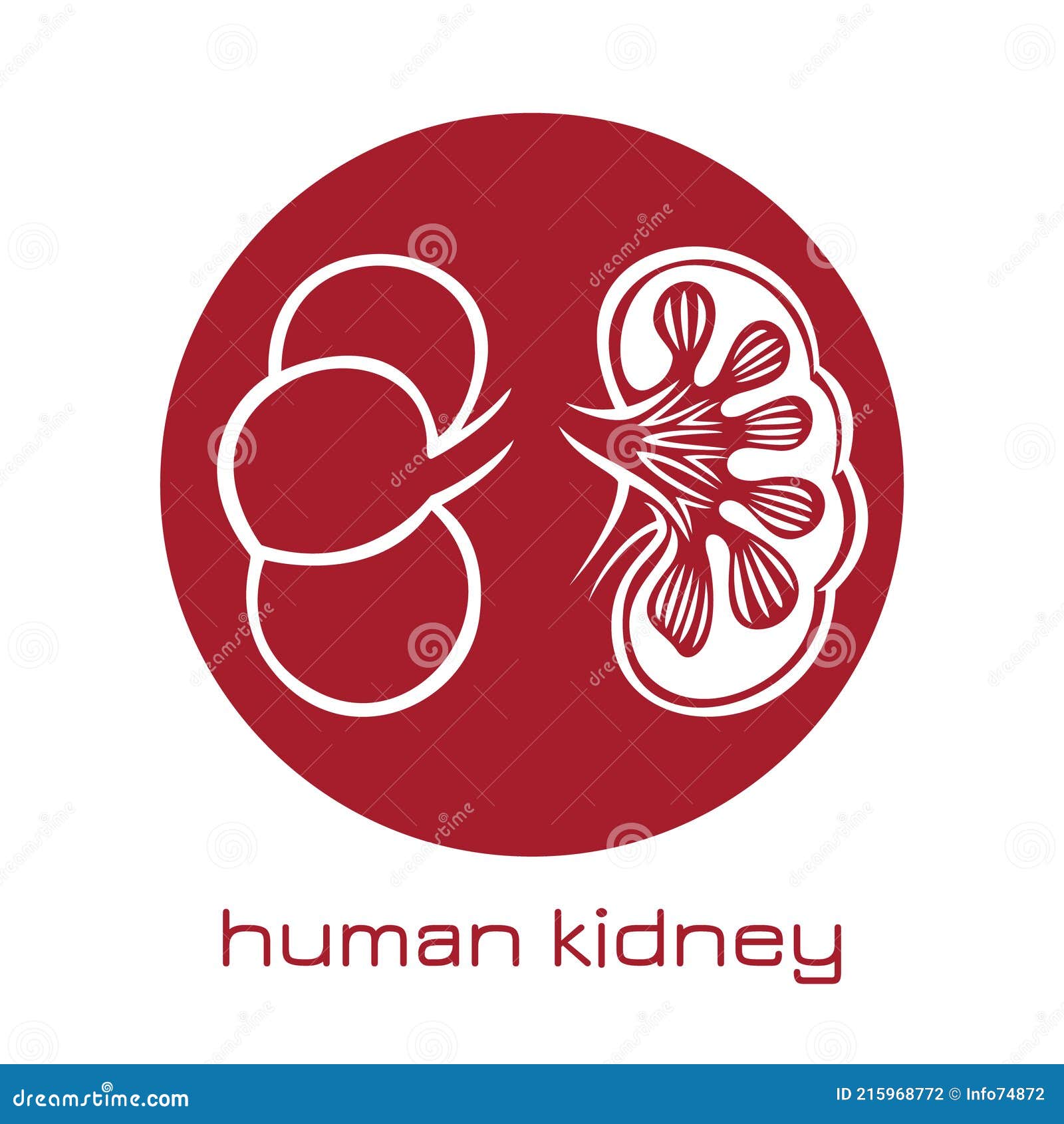 Human Kidney Symbol. Vector Illustration. Stock Vector - Illustration ...