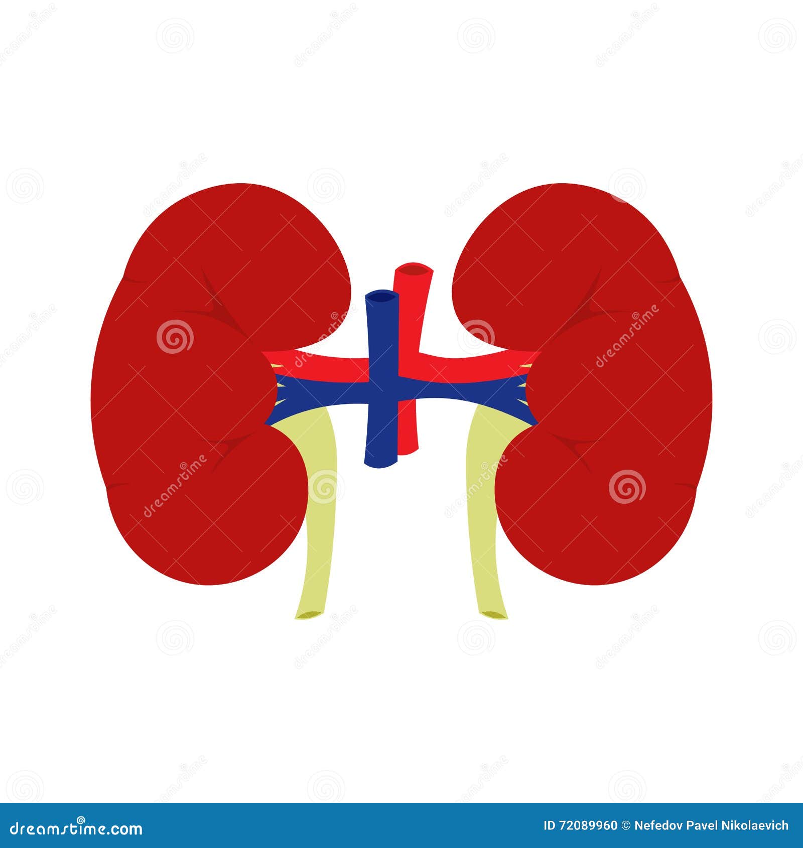 Kidney Vector Design. Realistic Kidney Anatomy Pictures Vector Design ...