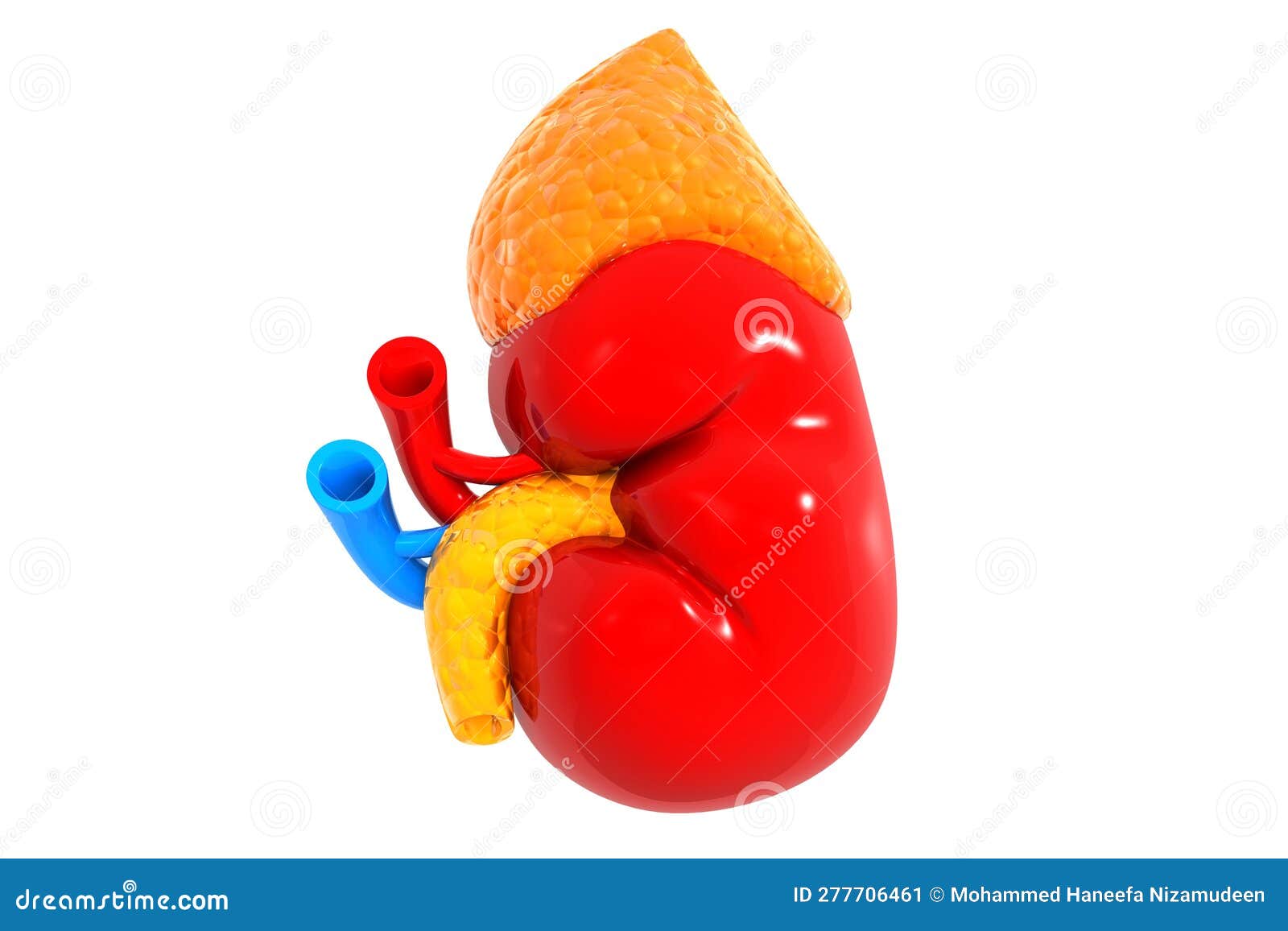 Human kidney stock illustration. Illustration of kidney - 277706461